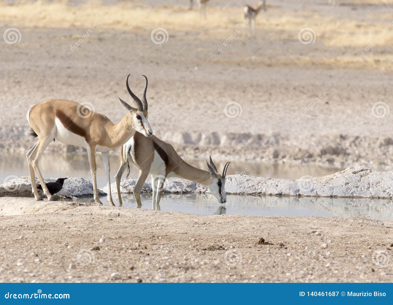 Two Springboks in Namibian Savannah Stock Image - Image of park ...