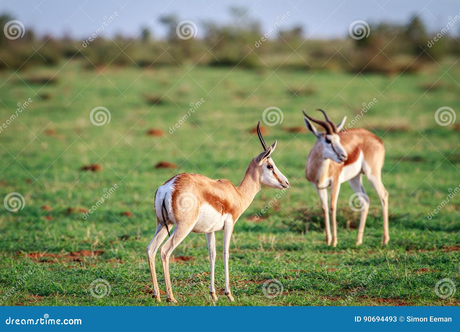 Two Springboks Standing in the Grass. Stock Image - Image of nature ...