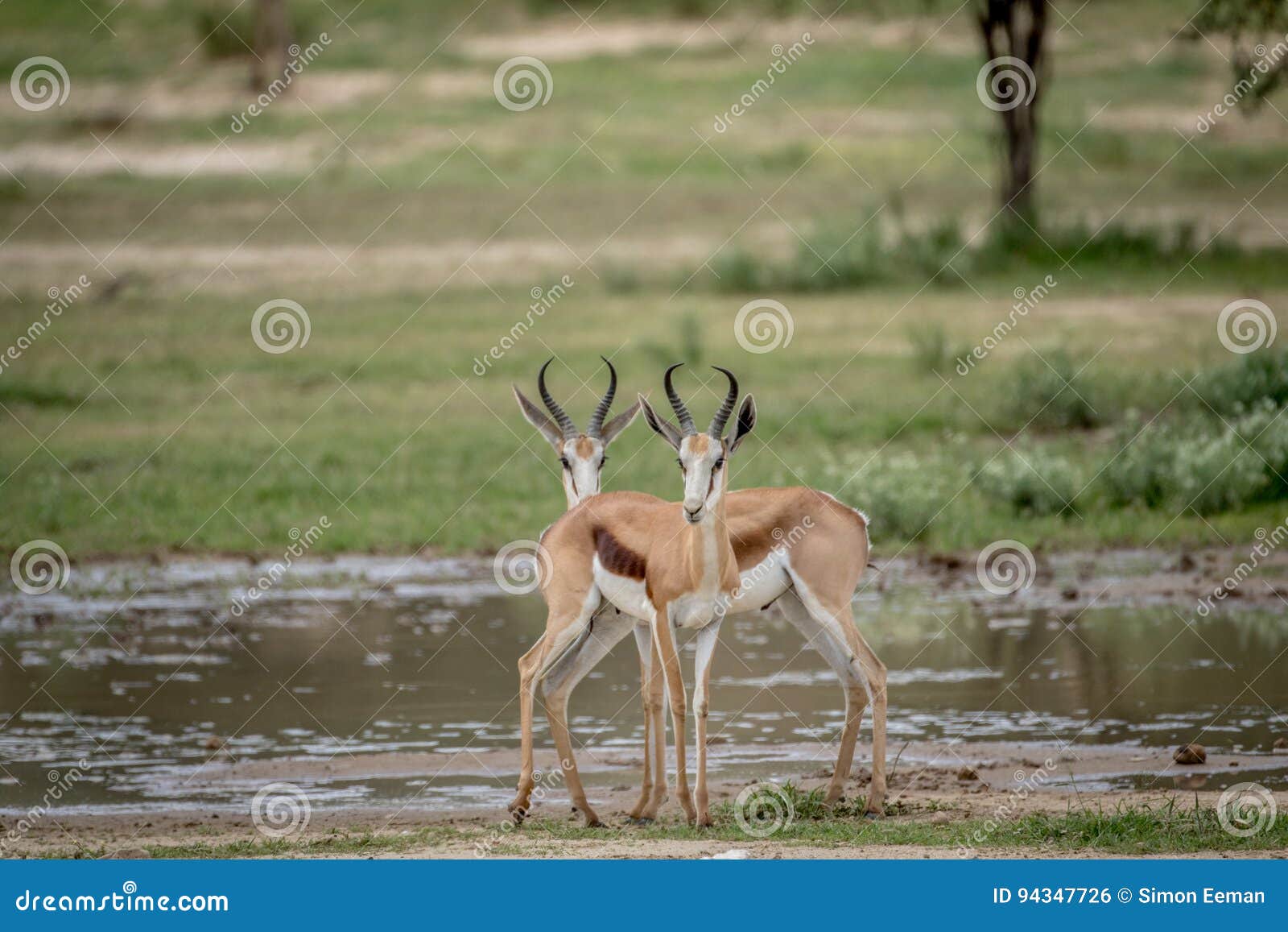 Two Springboks Starring at the Camera. Stock Photo - Image of african ...
