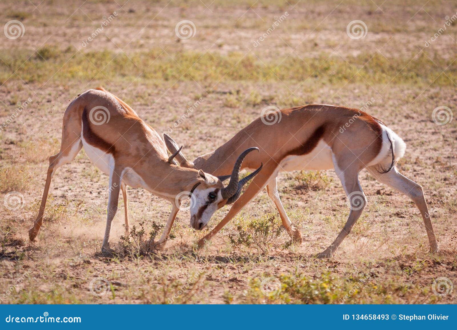 Two Springbuck Rams Fighting Stock Image - Image of dominance ...