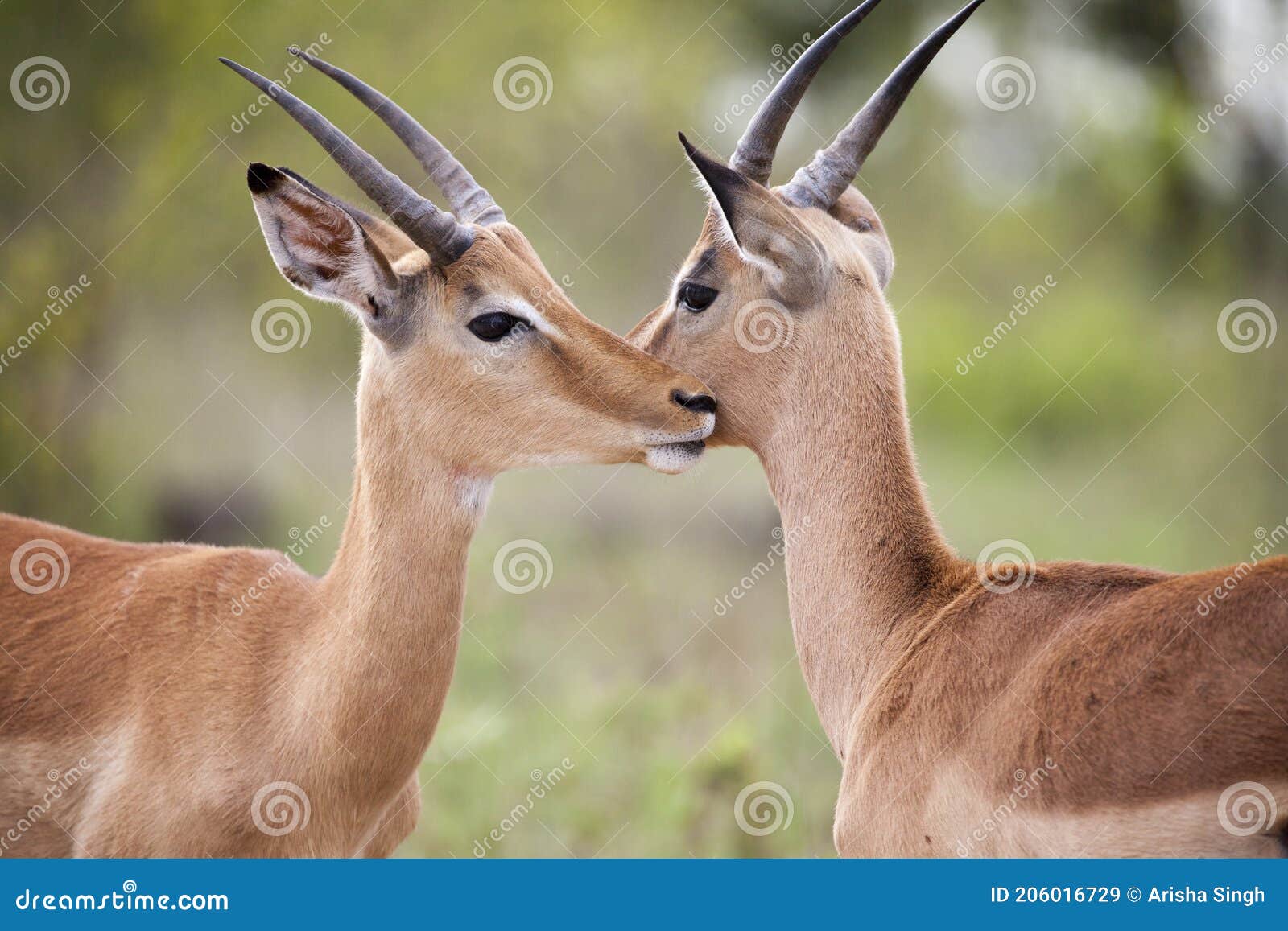 Two Springbuck Standing Close Together with Faces Touching Stock Image ...