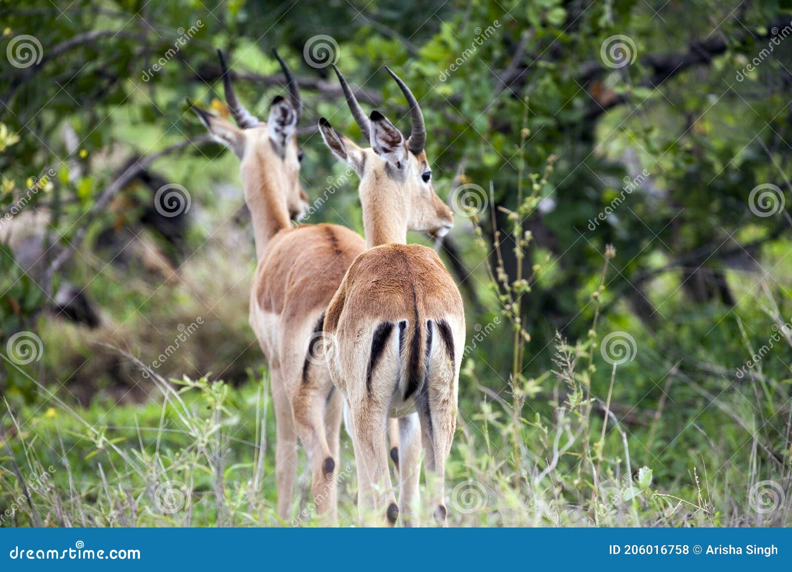 Two Springbuck Standing Together Pictured from Behind Stock Photo ...
