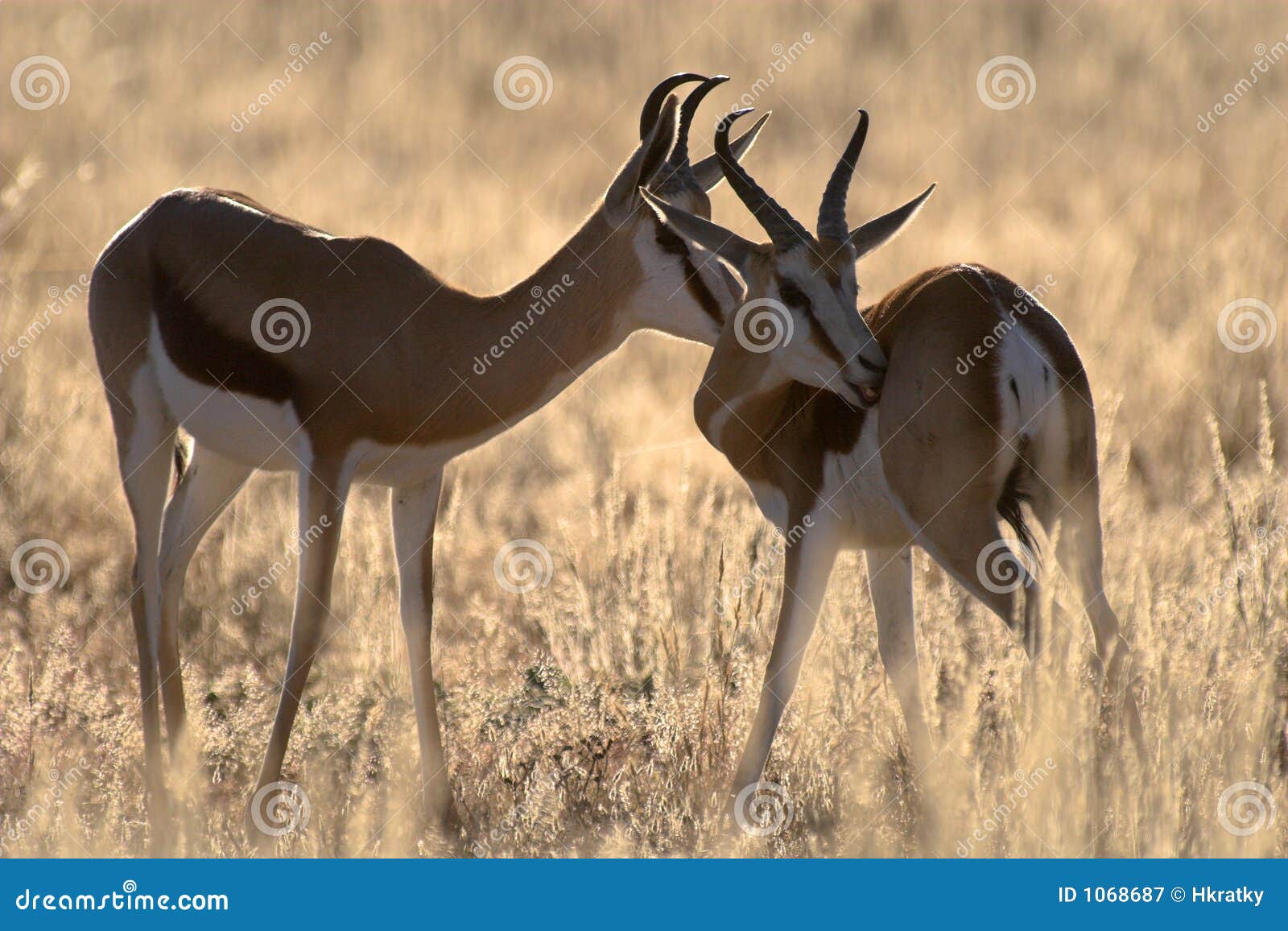 Two Springbucks in the Evening Sun Stock Image - Image of park ...