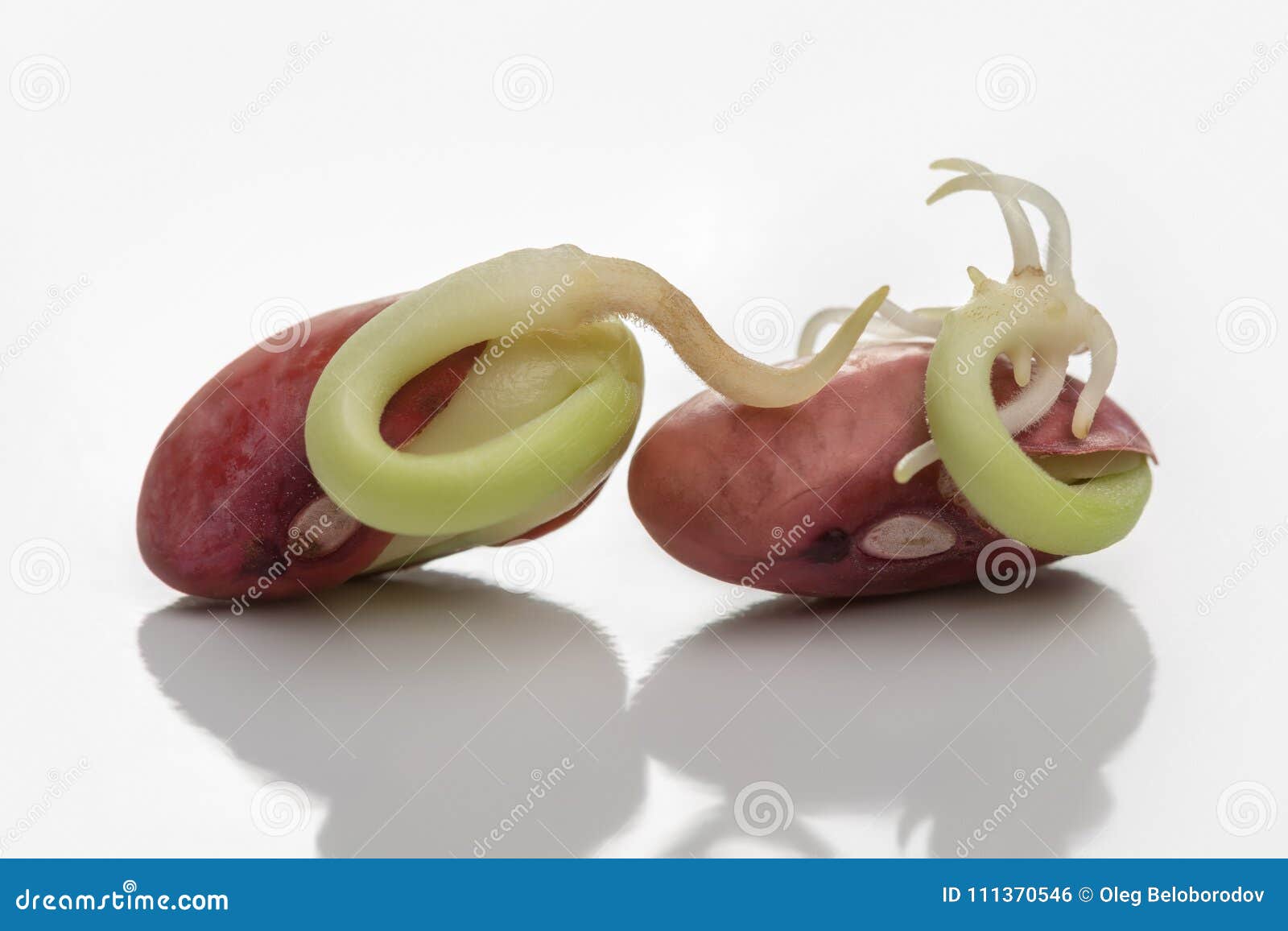 Two Sprouted Bean Beans on White. Shadow of Objects. Stock Photo ...