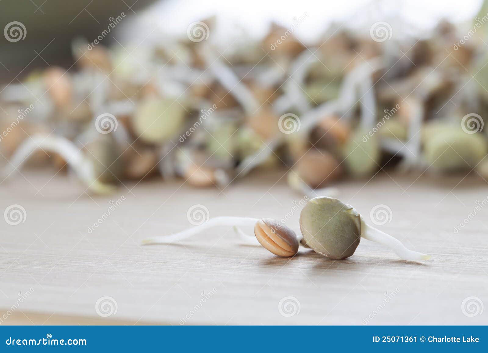 Two Sprouts stock image. Image of growing, healthy, organic - 25071361