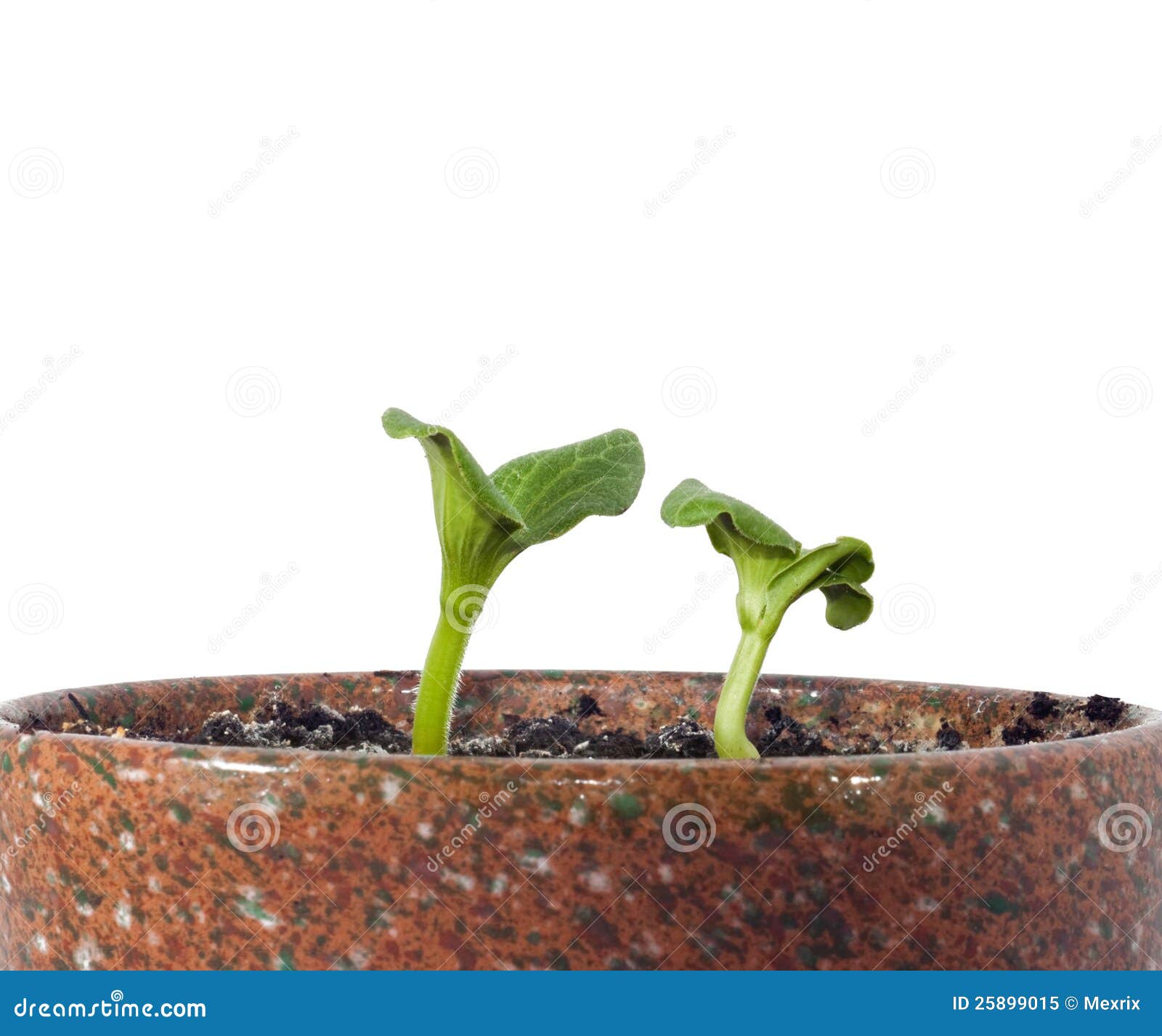 Two sprouts stock image. Image of concept, agriculture - 25899015