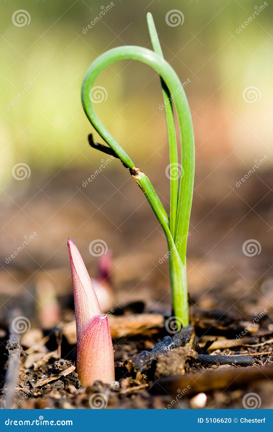 Two sprouts macro stock photo. Image of grow, struggle - 5106620