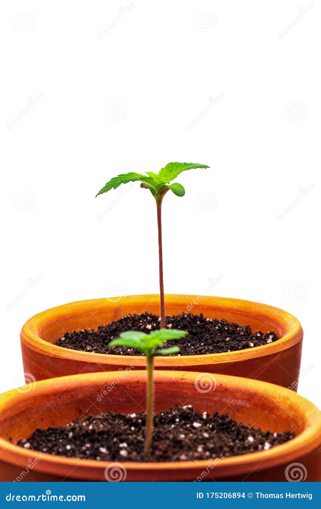 Two Sprouts of Marijuana on a White Background. Growing Marijuana in a ...