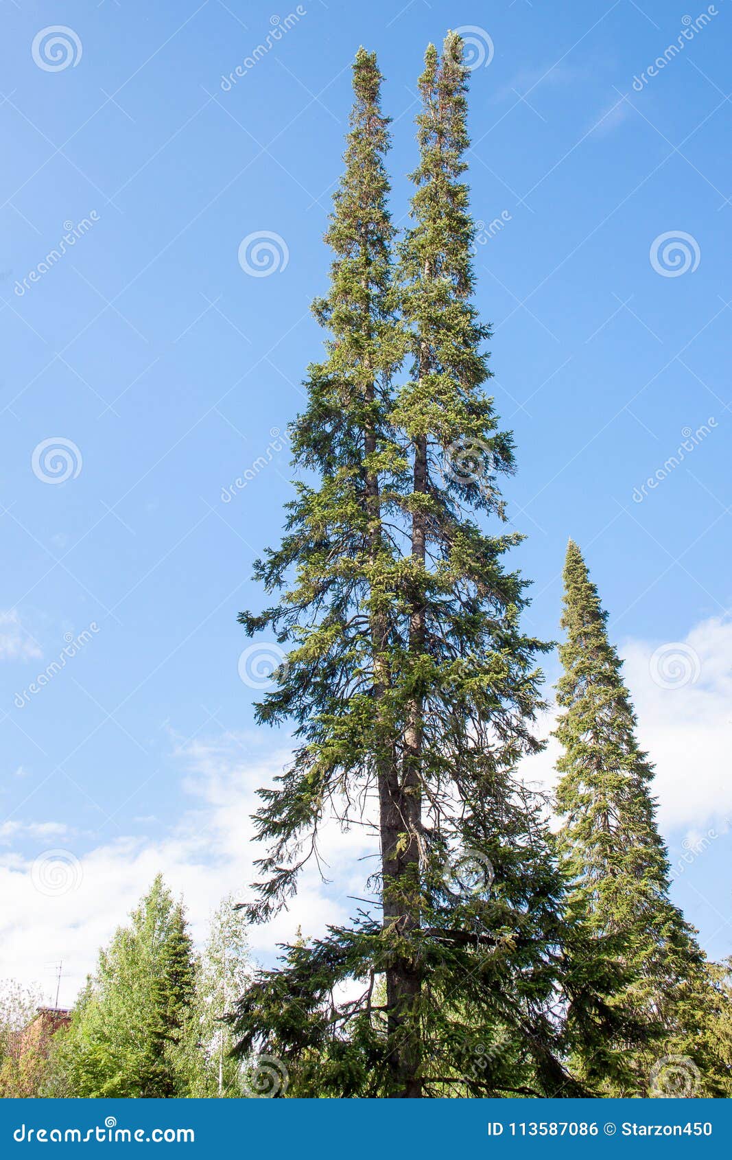 Two Spruce are Growing from One Trunk. Stock Photo - Image of growth ...