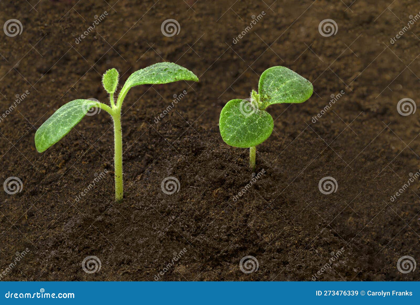 Two Squash Sprouts in Dirt with Copy Space Stock Image - Image of young ...