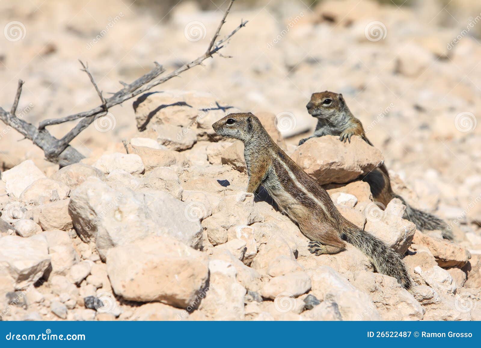 Two squirrel stock image. Image of rodent, mammal, animal - 26522487