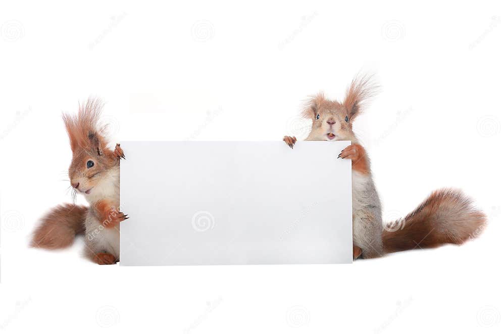 Two squirrel stock photo. Image of tail, playful, happy - 32791862