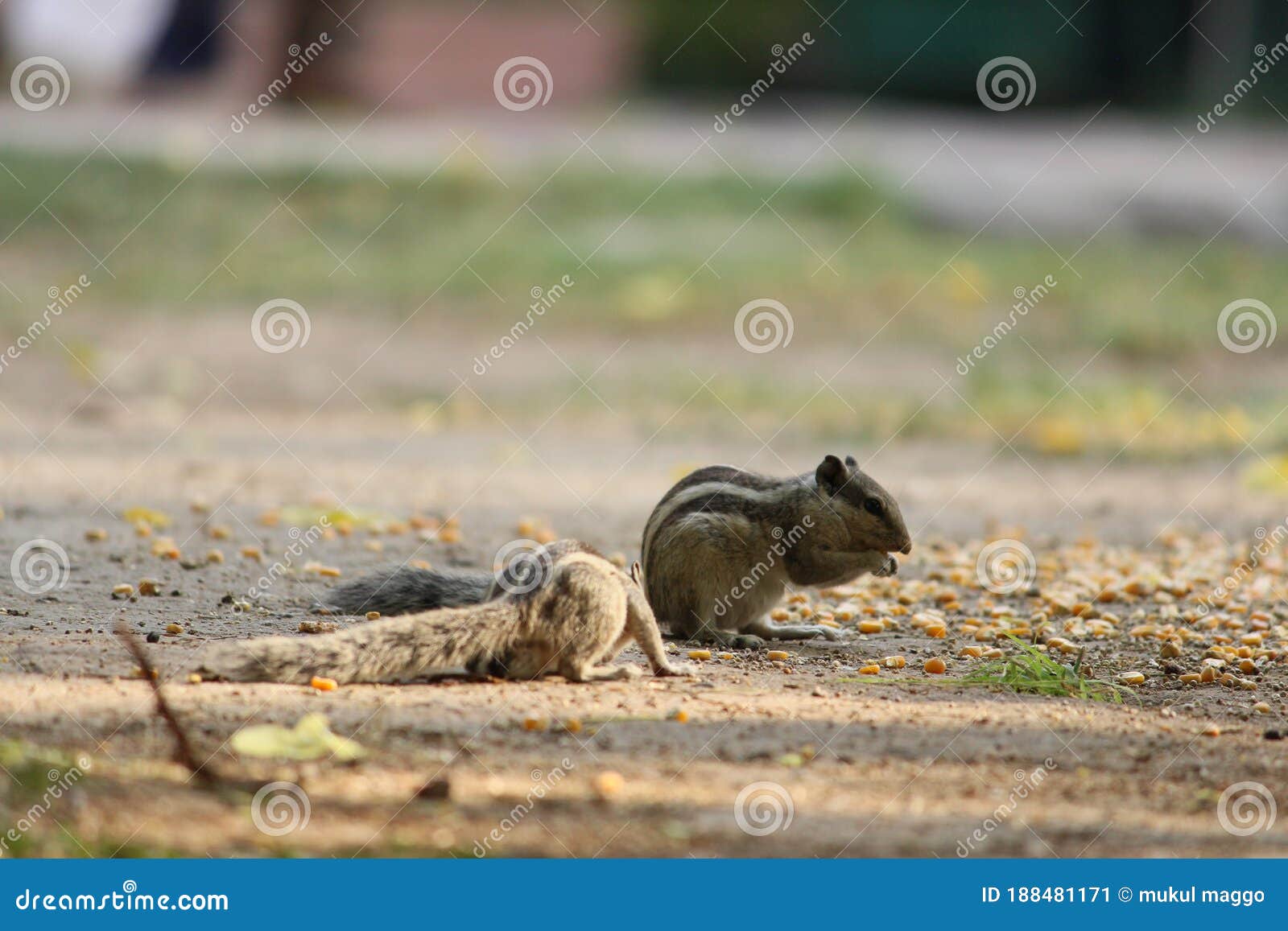 Two Squirrel Sitting on Ground One is Facing the Back and Another Has ...