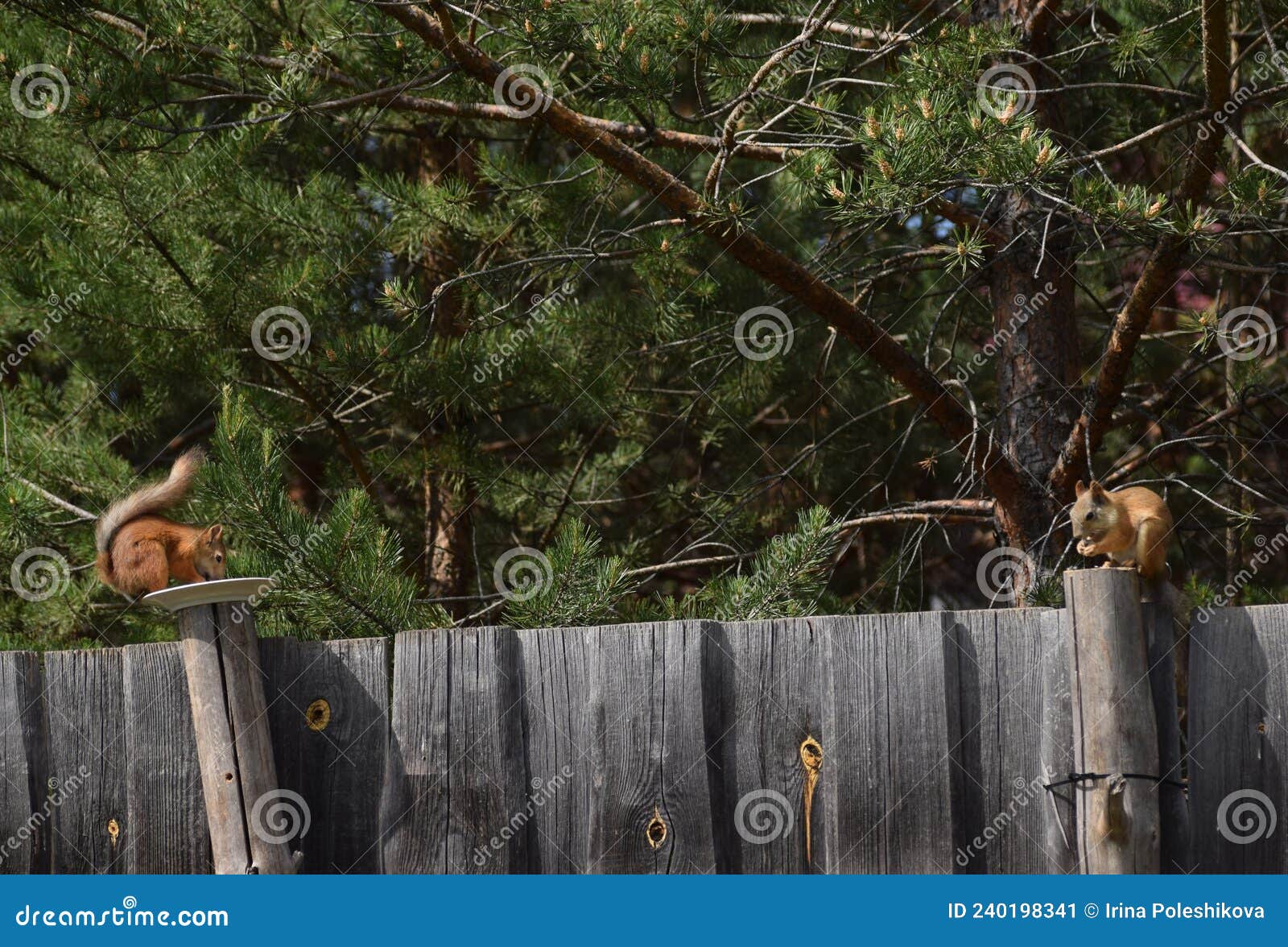 Two Squirrels Eats Nuts on the Fence and Pine Forest Stock Image ...
