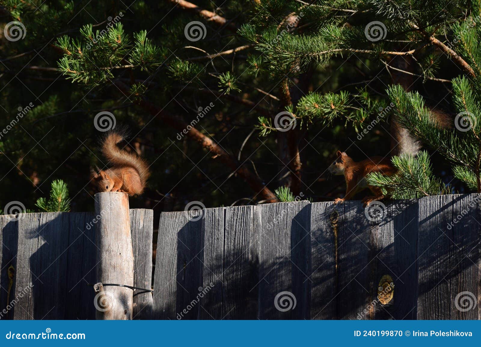 Two Squirrels on the Fence and Pine Trees Stock Photo - Image of eating ...