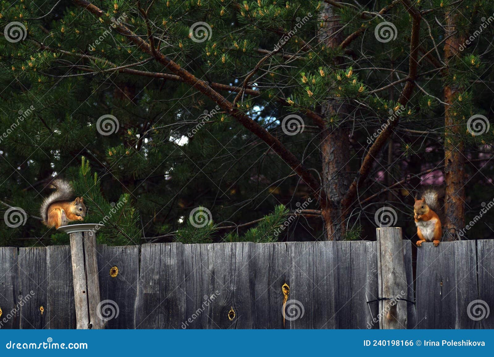 Two Squirrels on the Fence and Pine Trees in the Village Stock Photo ...