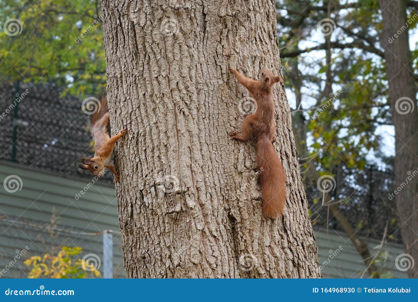 Two Squirrels with Fluffy Tails on the Trunk of an Old Tree. Stock ...
