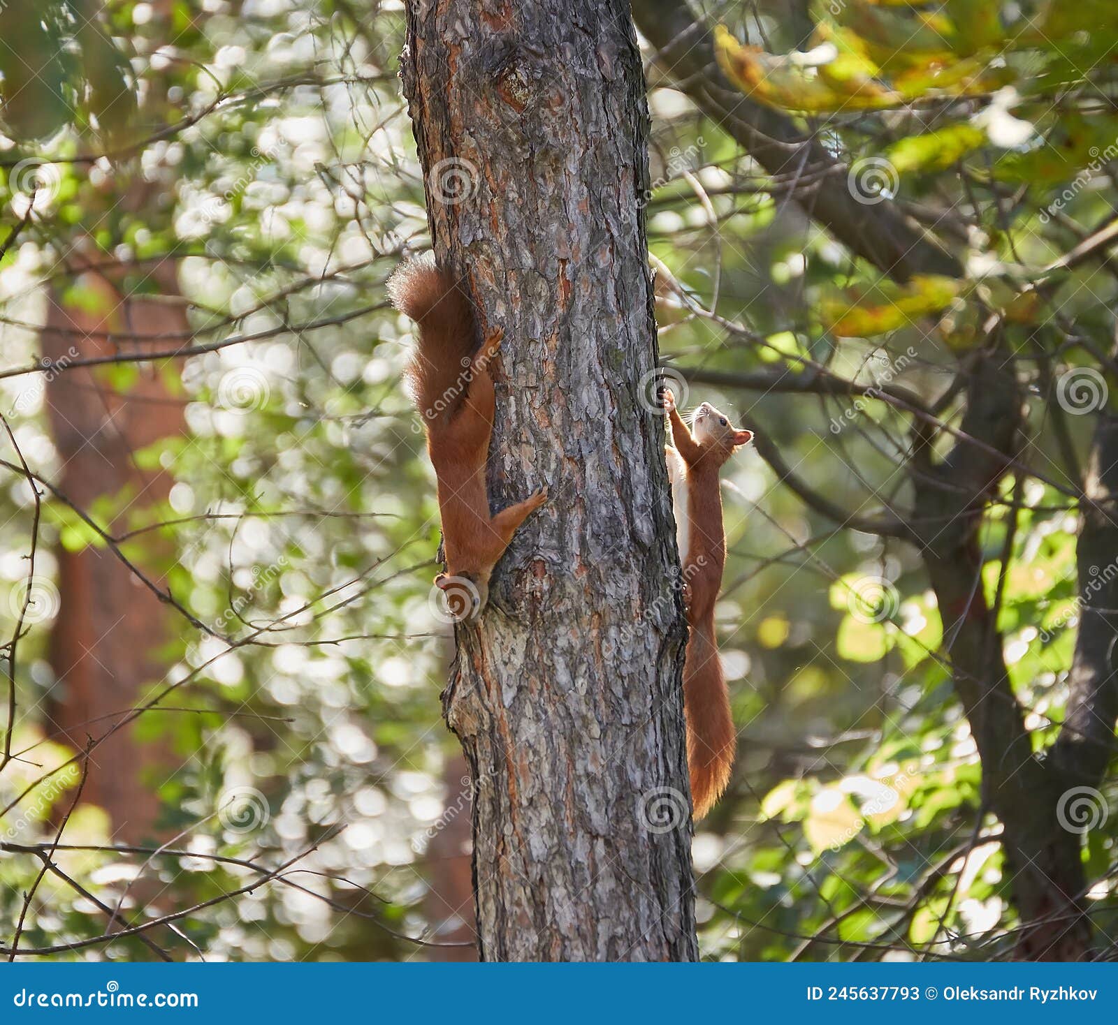 Two Squirrels with Fluffy Tails on the Trunk of an Old Tree. Squirrels ...