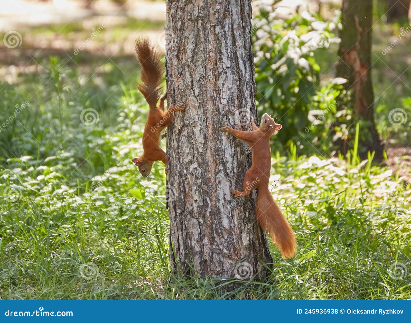 Two Squirrels with Fluffy Tails on the Trunk of an Old Tree. Squirrels ...