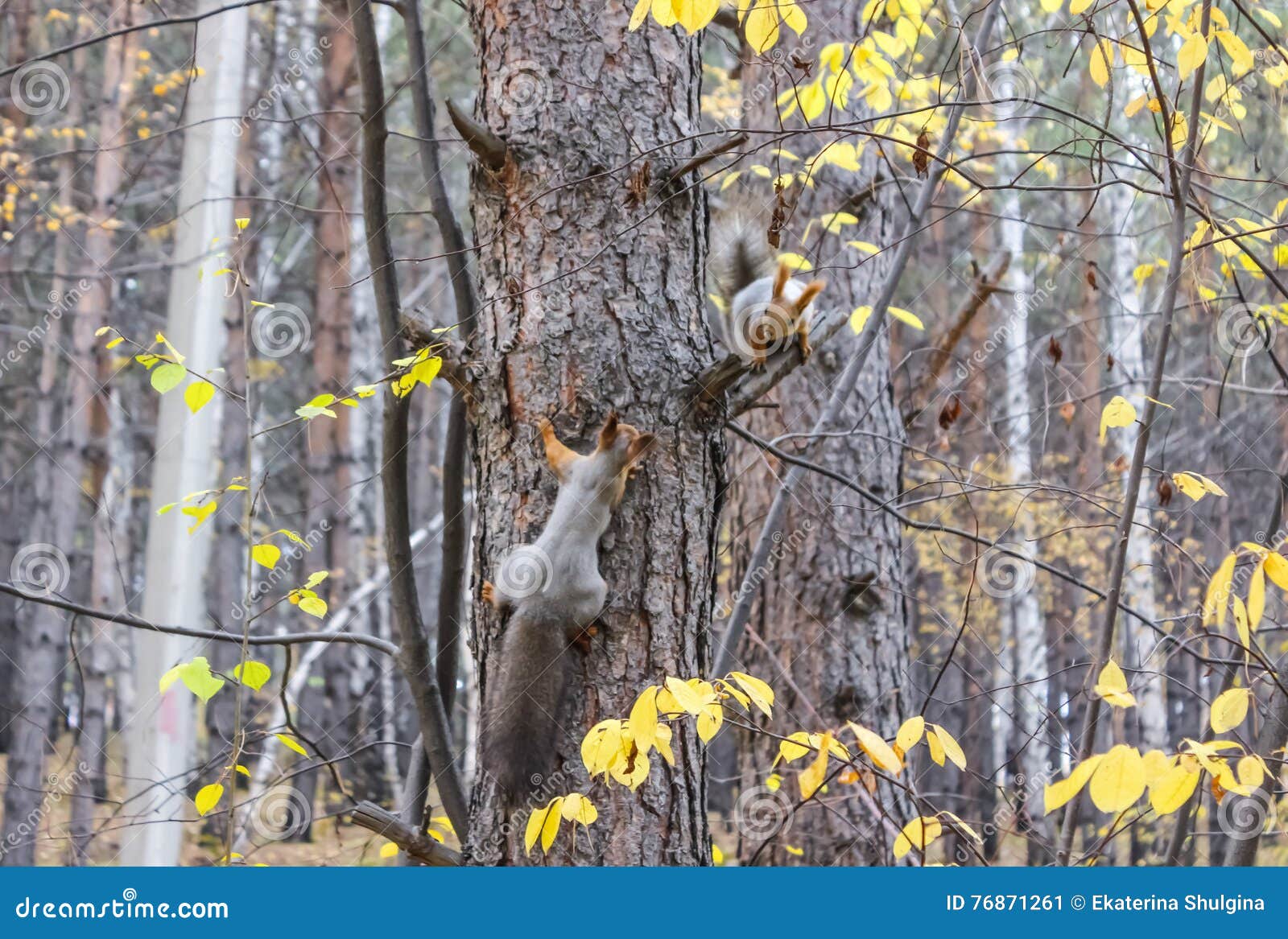 Two squirrels in forest stock image. Image of view, fall - 76871261