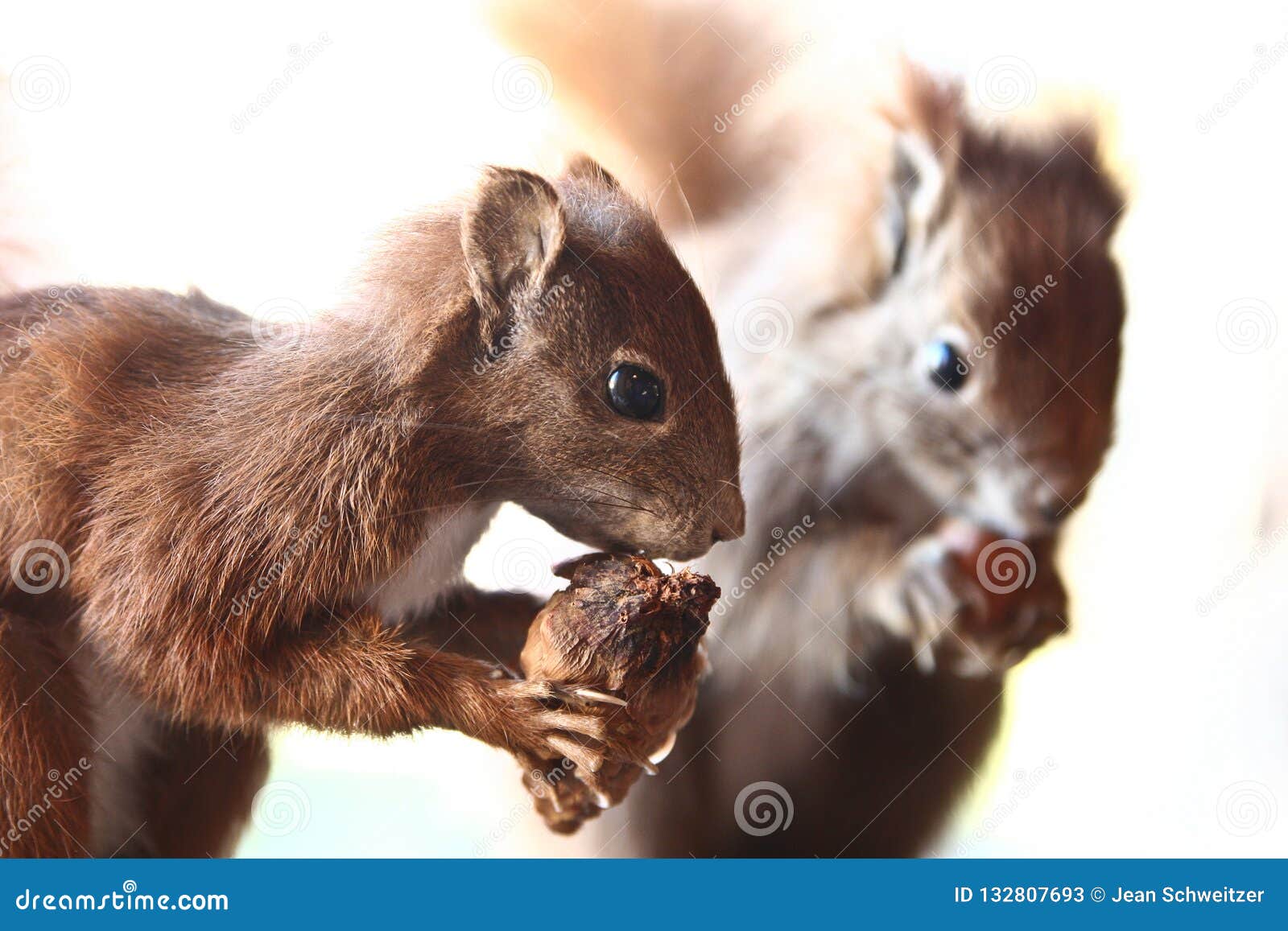 Squirrels stock image. Image of squirrels, watching - 132807693