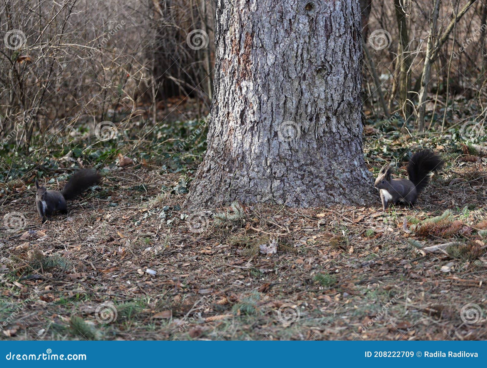 Two Squirrels Play in the Forest in a Park Stock Image - Image of bushy ...