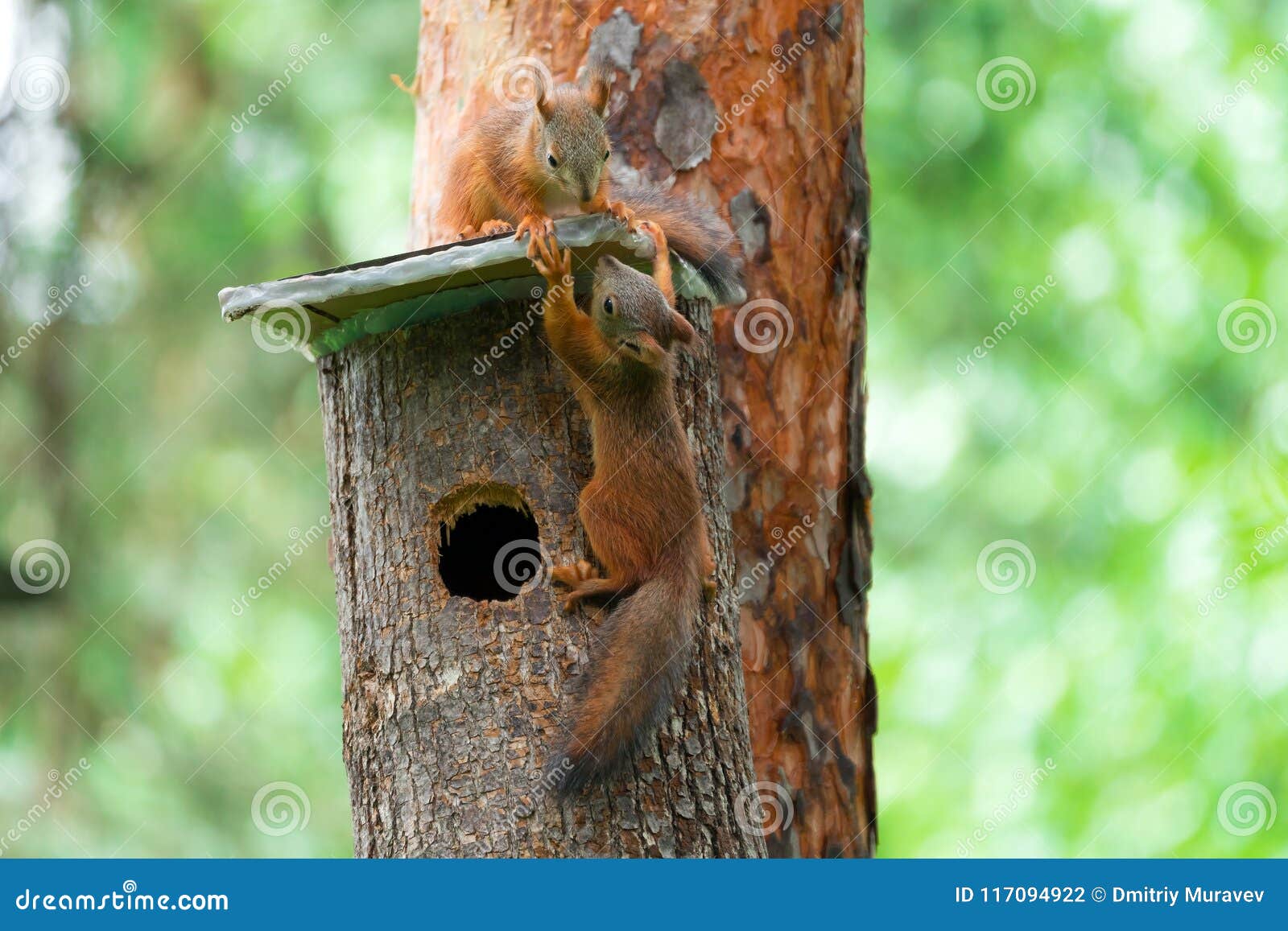 Two Squirrels Play on a Tree House Stock Photo - Image of forest ...