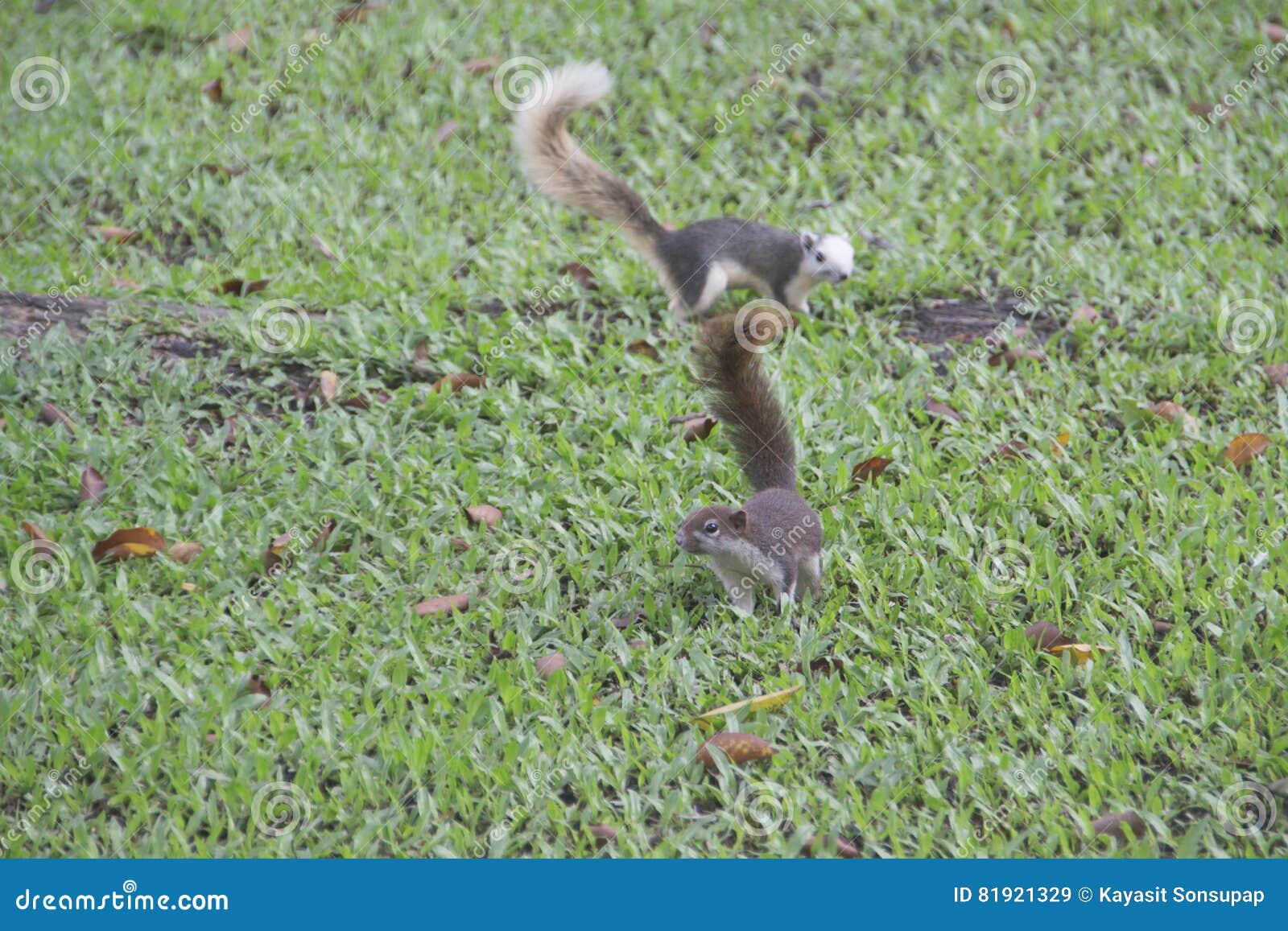 Two squirrels. stock image. Image of adorable, nature - 81921329