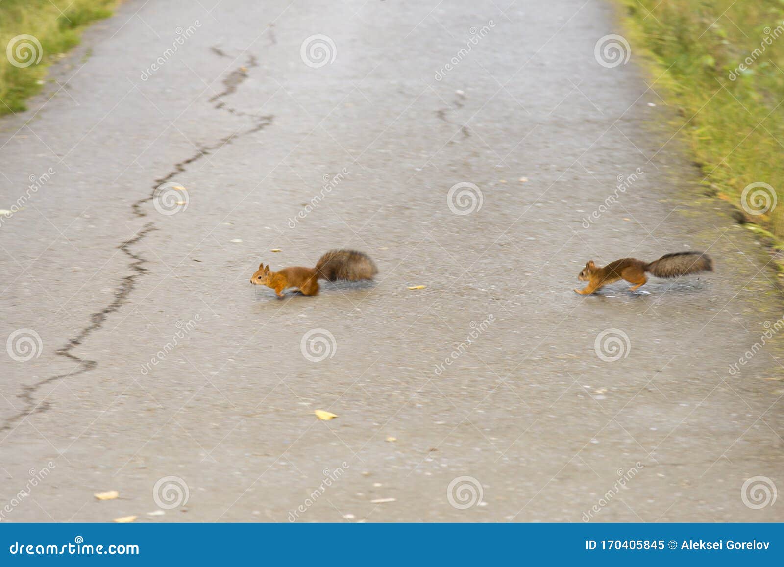 Two Squirrels Run Across a Walking Path Stock Image - Image of area ...