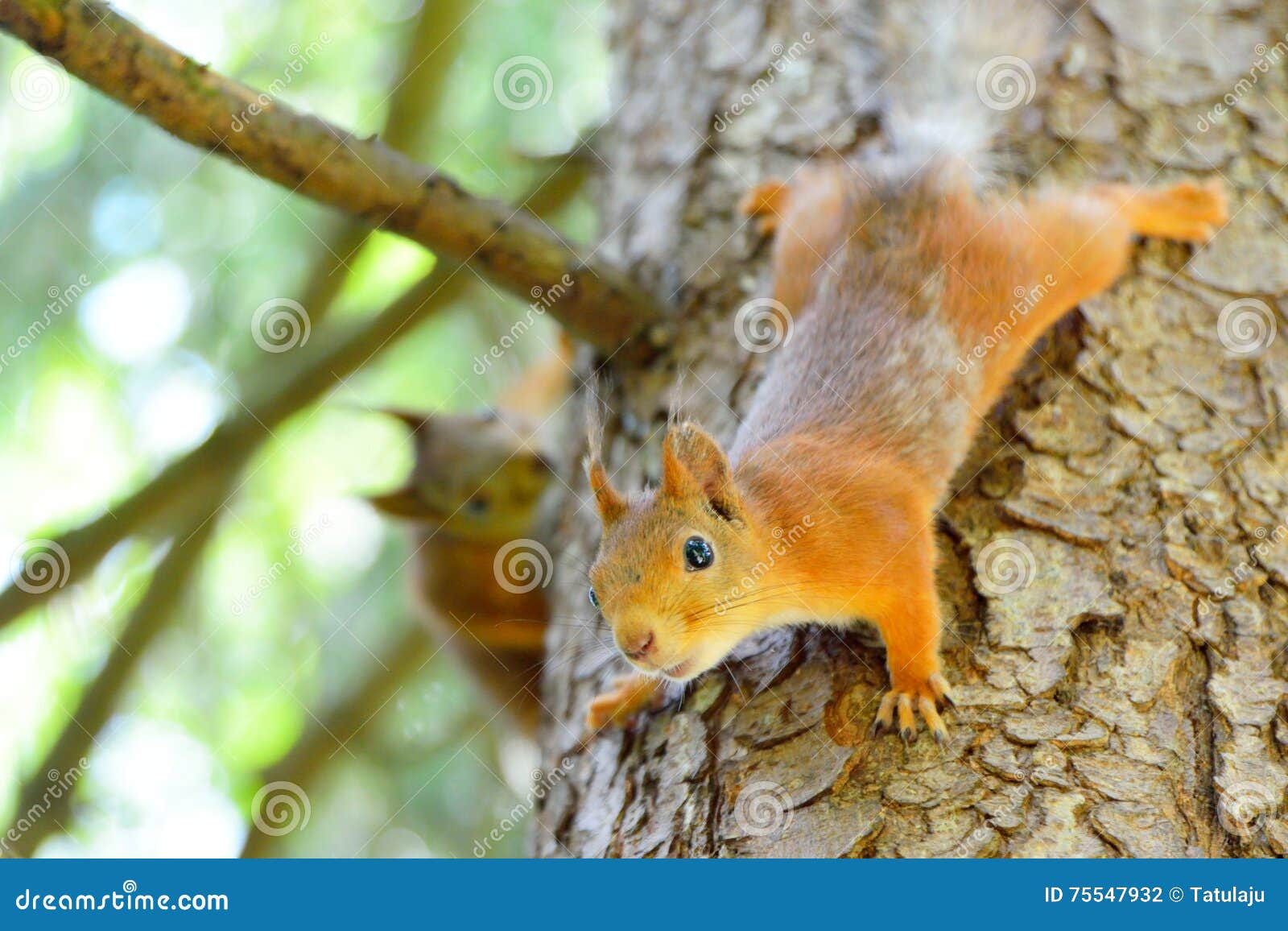 Two Squirrels Running in a Tree Stock Photo - Image of funny, pretty ...