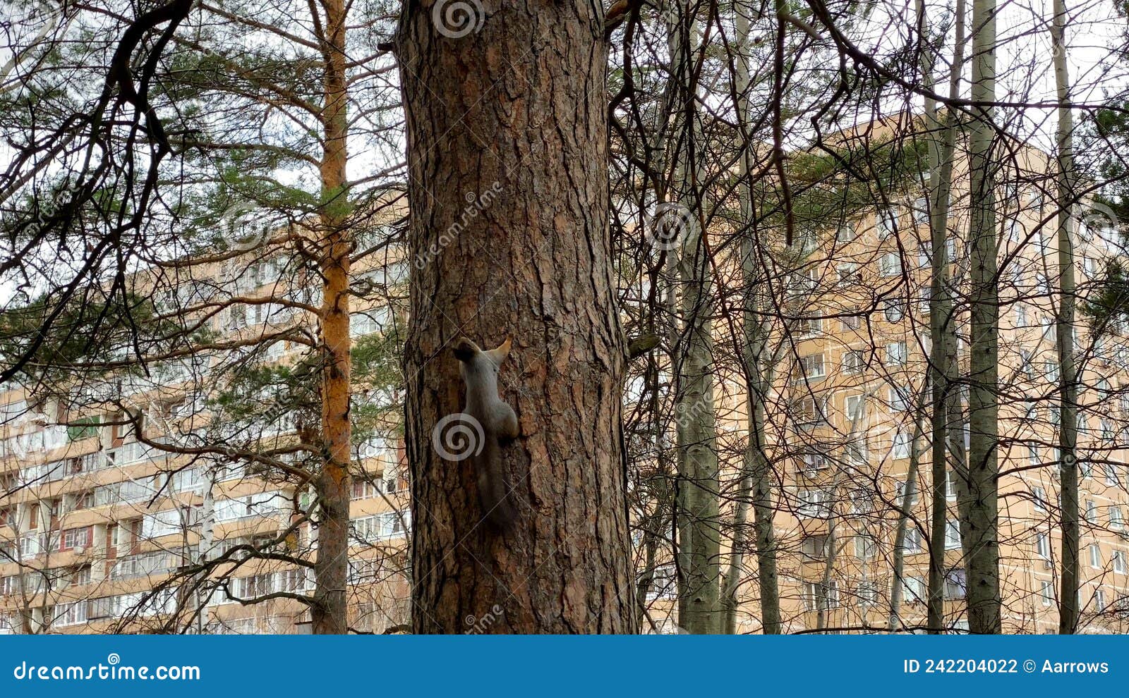 Squirrels Running Up Tree Stock Photos - Free & Royalty-Free Stock ...