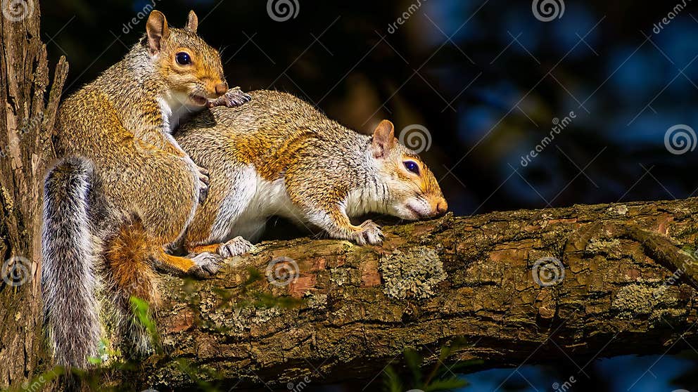 Two Squirrels Side-by-side on a Tree Limb. Stock Image - Image of ...