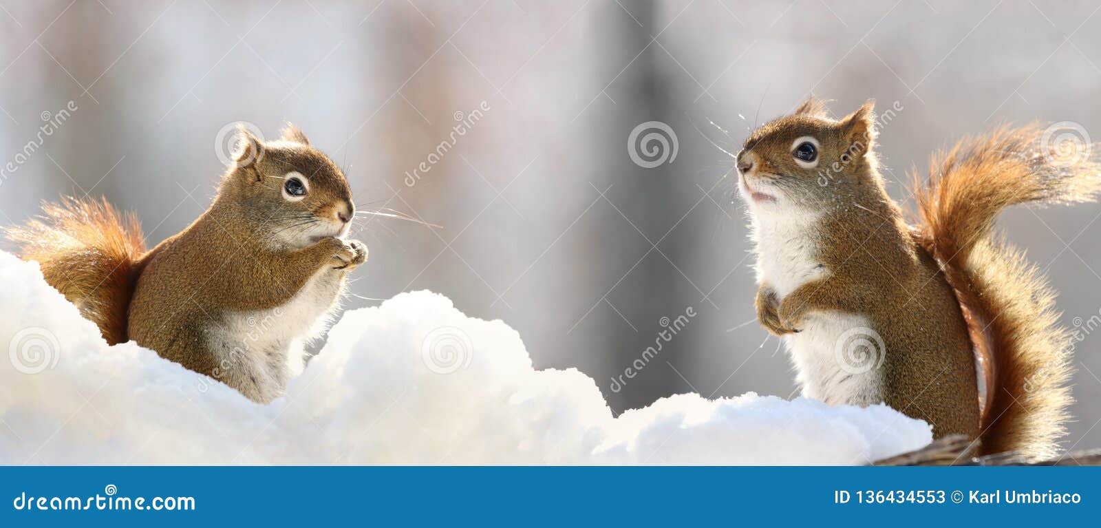 Two squirrels in snow stock image. Image of beauty, relation - 136434553