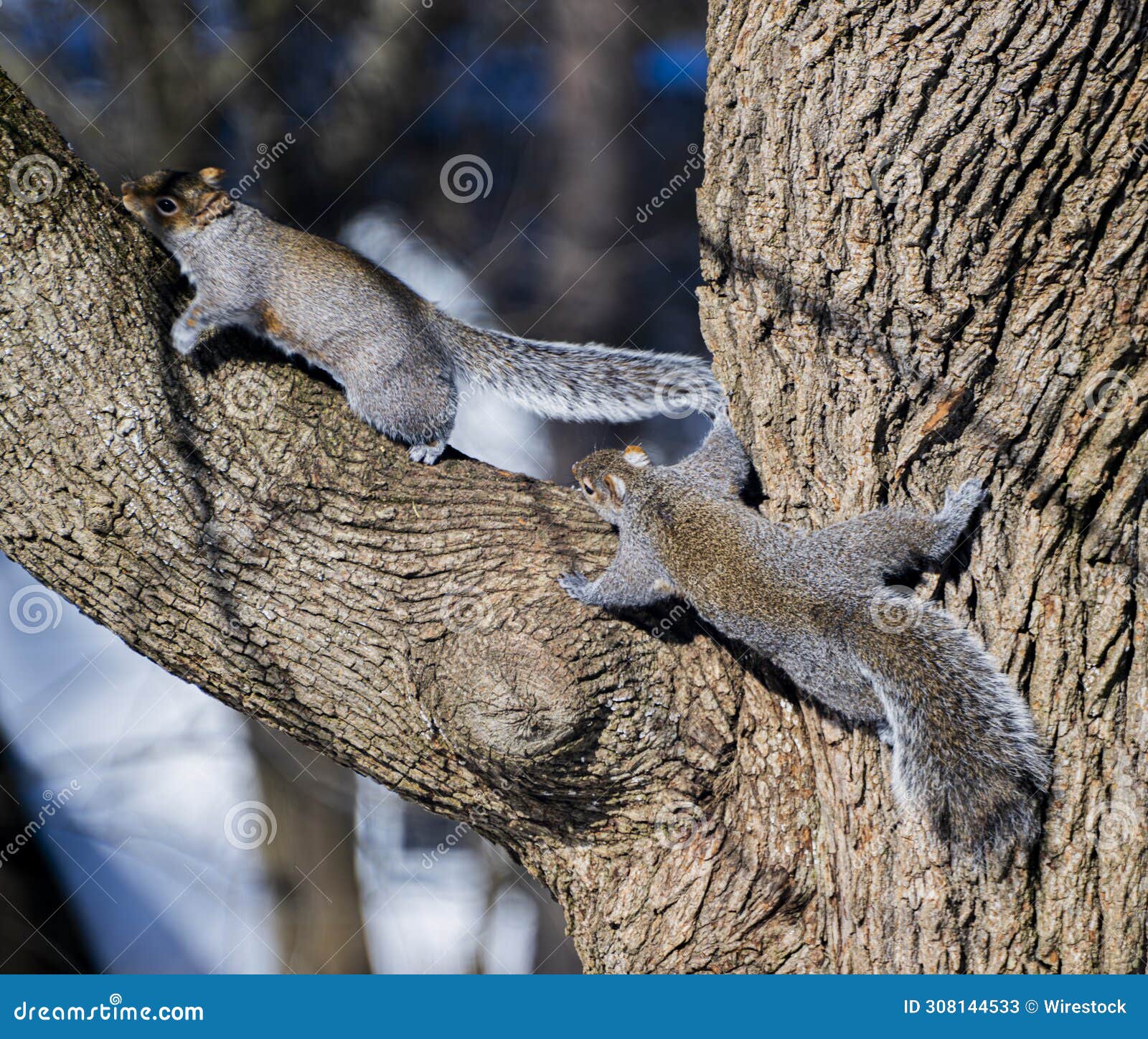 Two Squirrels Standing and Sitting on a Tree Branch. Stock Image ...