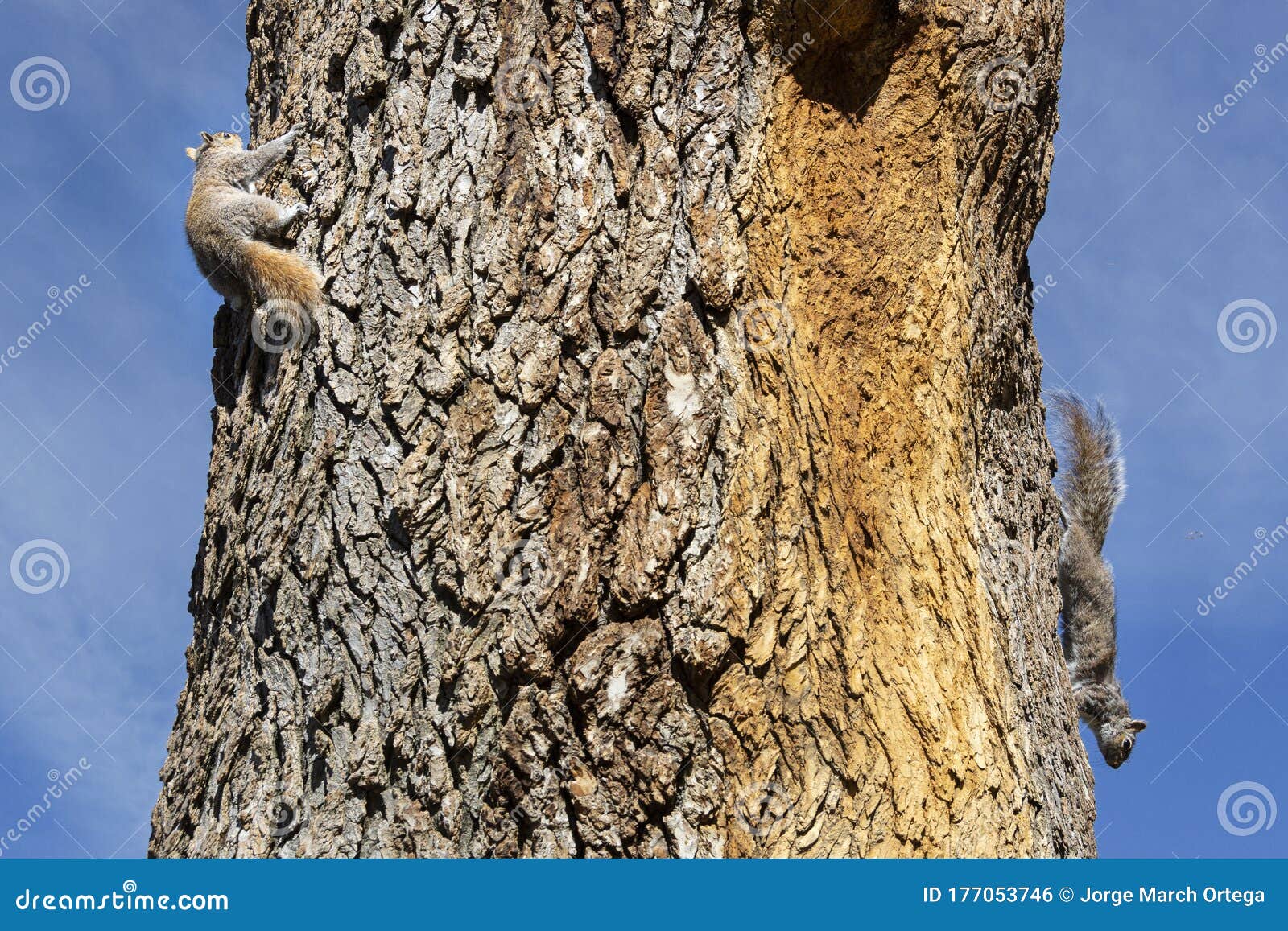 Two squirrels on a tree stock photo. Image of rodent - 177053746