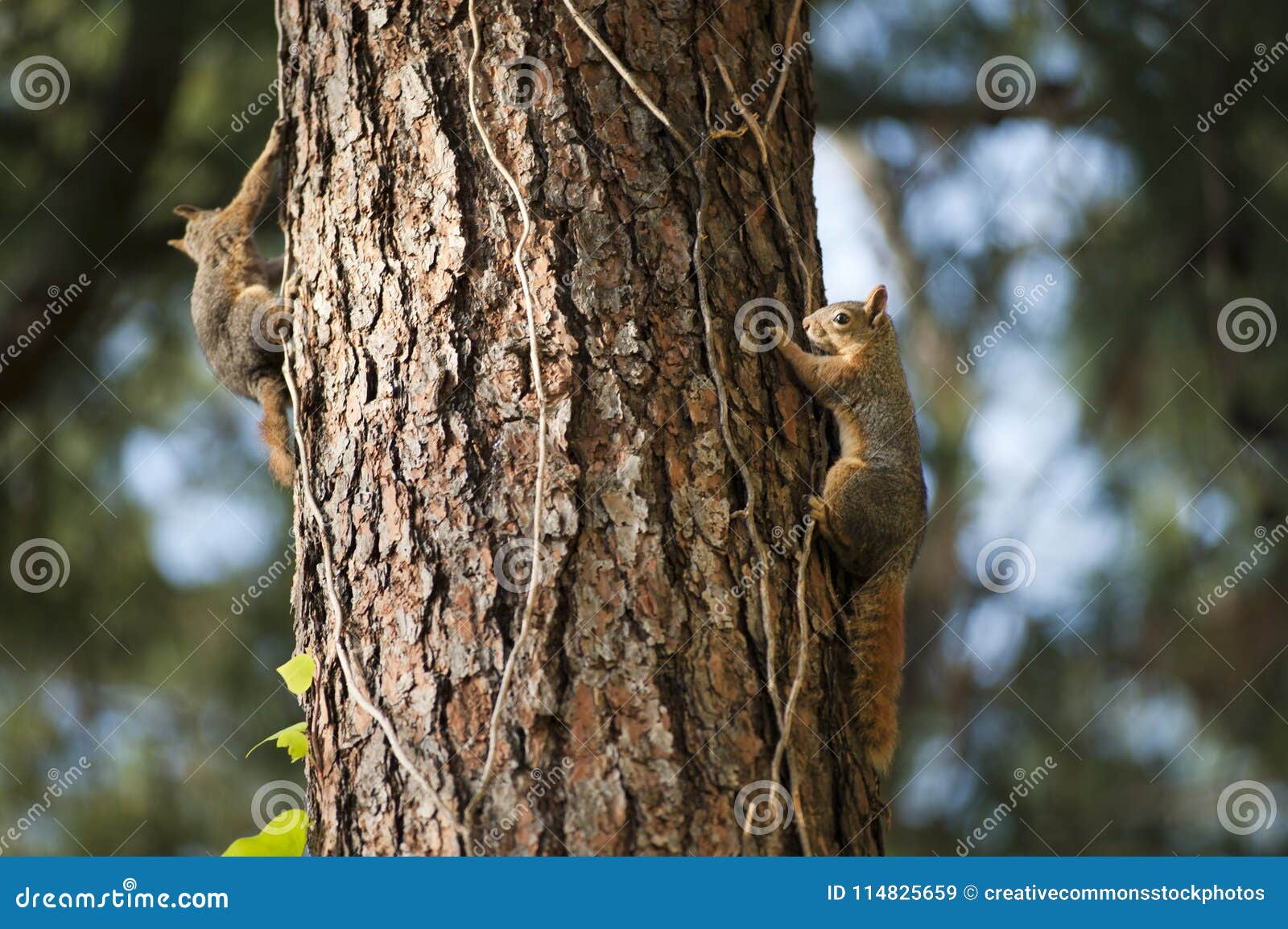 Two Squirrels On Tree Trunk Picture. Image: 114825659