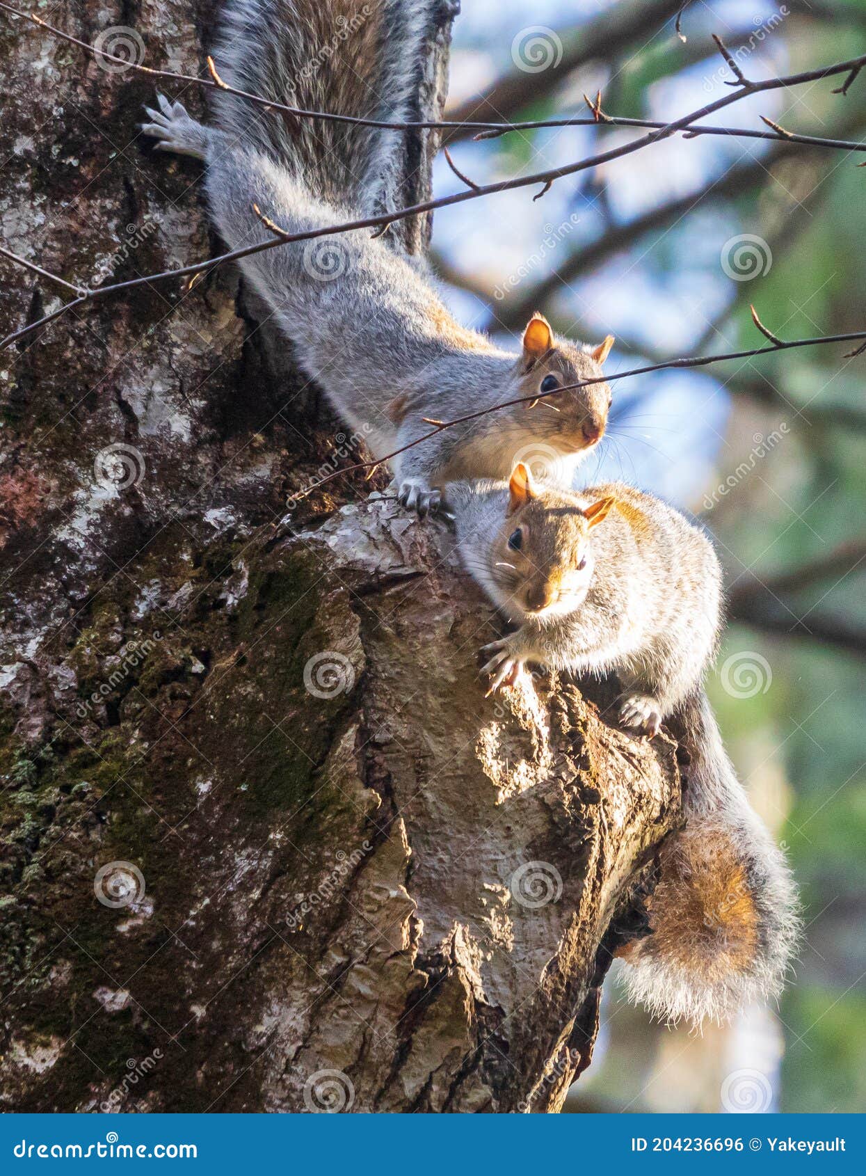 Two Squirrels on a Tree Trunk Stock Photo - Image of wildlife, forest ...