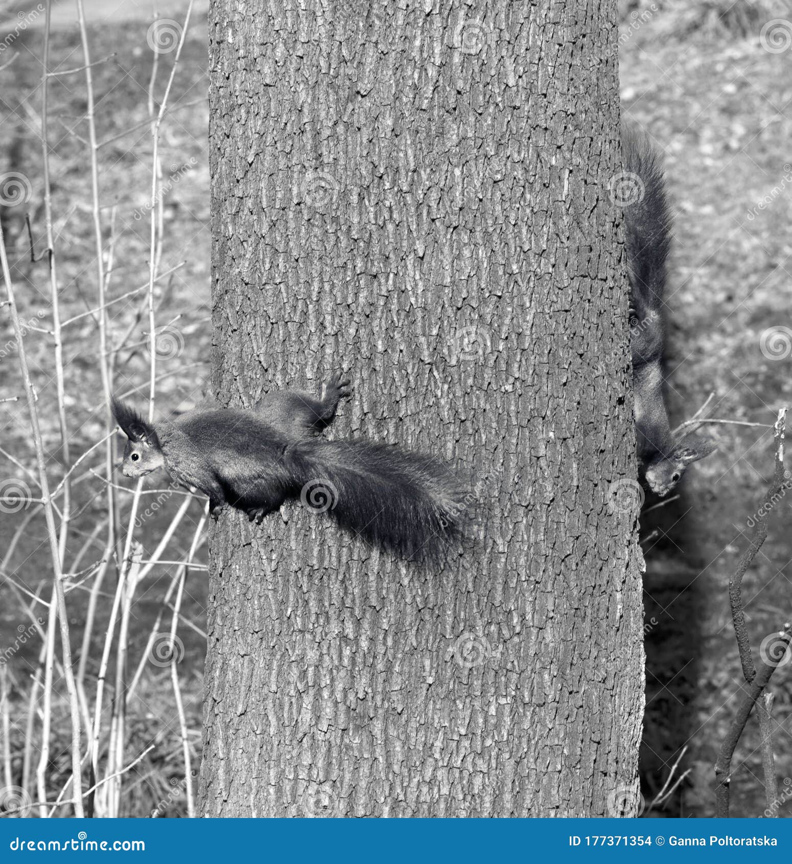 Two Squirrels on Tree Trunk Stock Photo - Image of footsie, furry ...