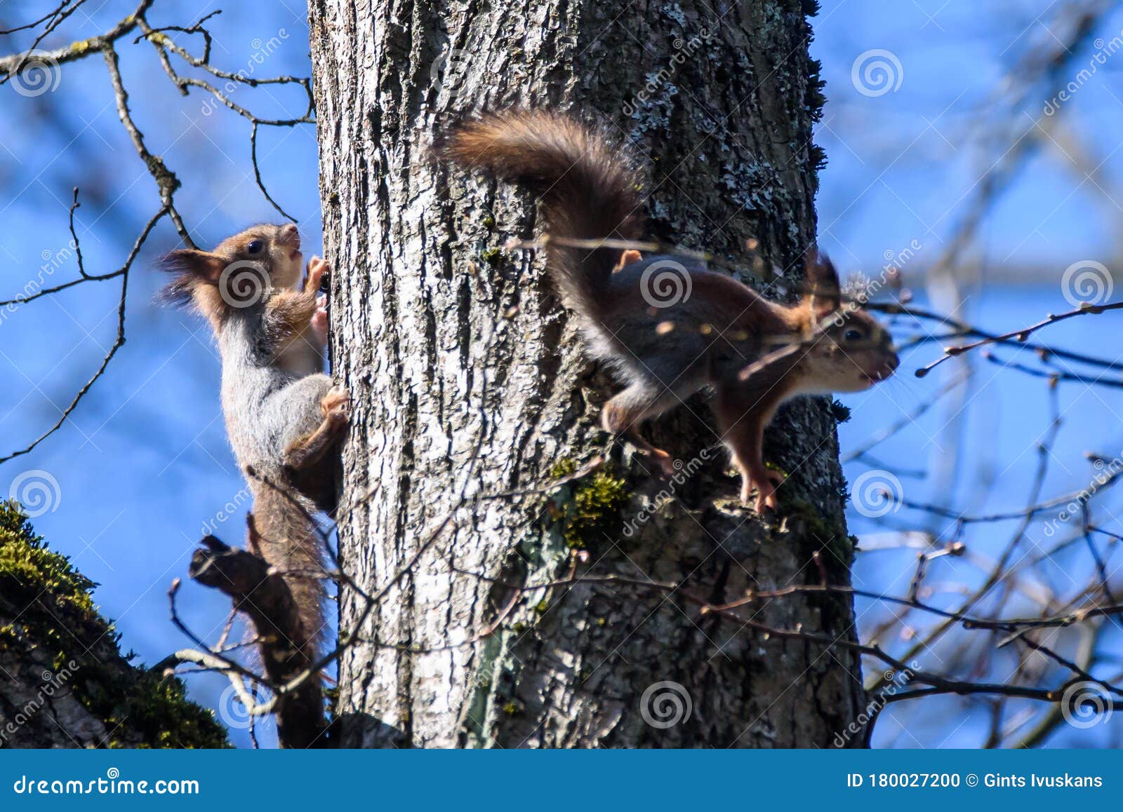 Two Squirrels on Tree Trunk Stock Photo - Image of fluffy, lovely ...