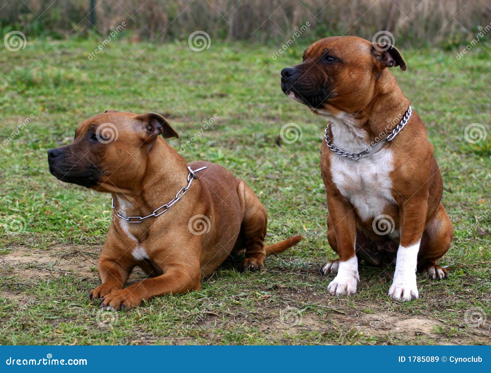 Two staffordshire stock image. Image of loyal, breed, canine - 1785089