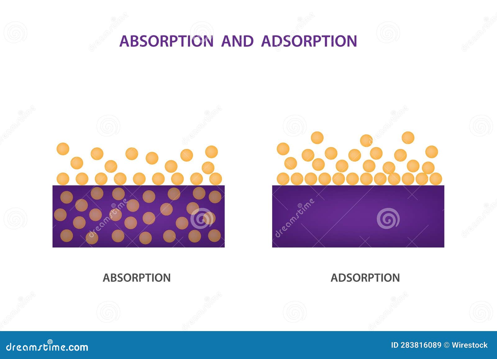 The Two Stages of Absorption and Absorption in an Artery, a Transverse ...