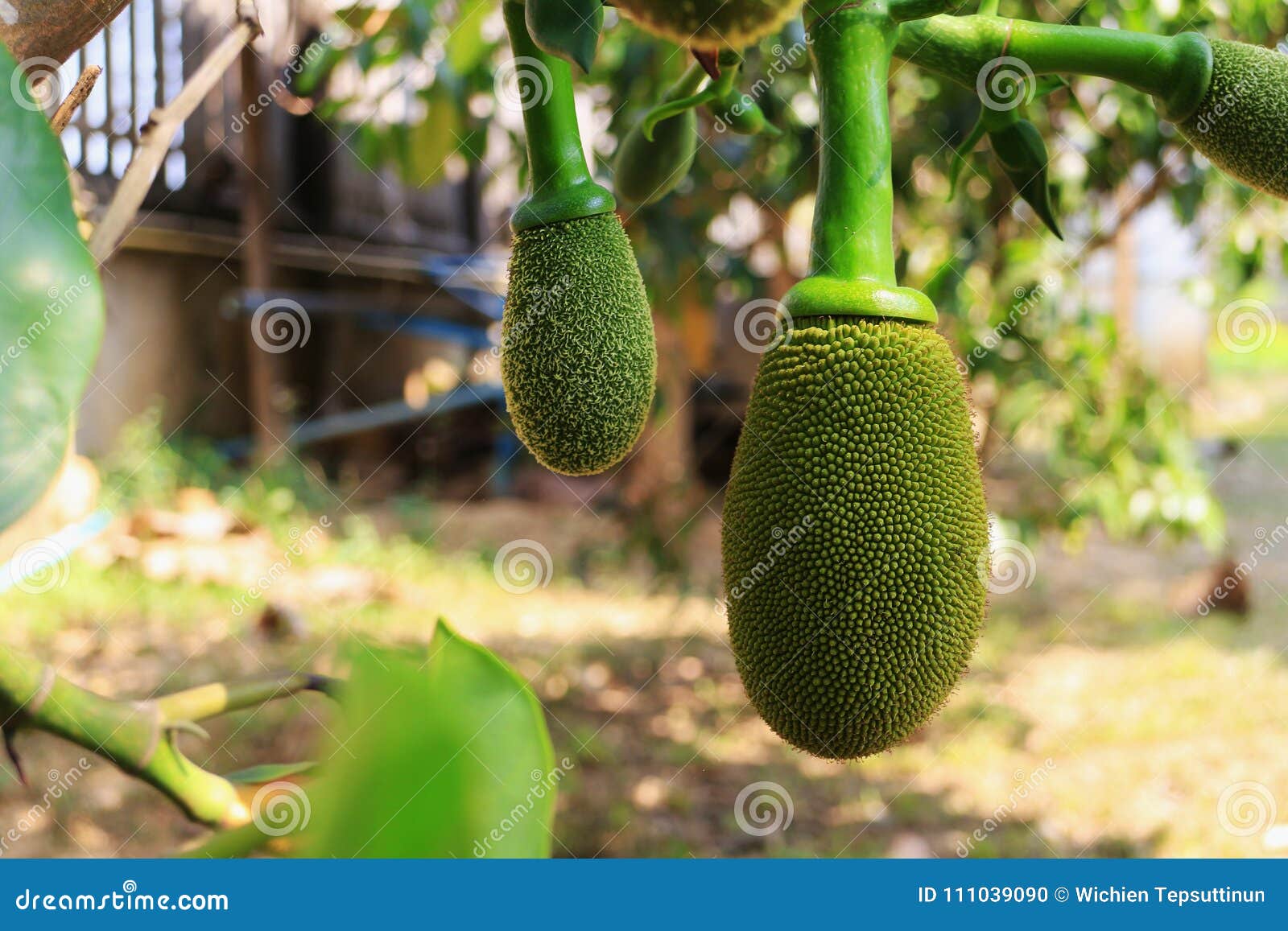 Young Jackfruit First Produce Royalty-Free Stock Photo | CartoonDealer ...