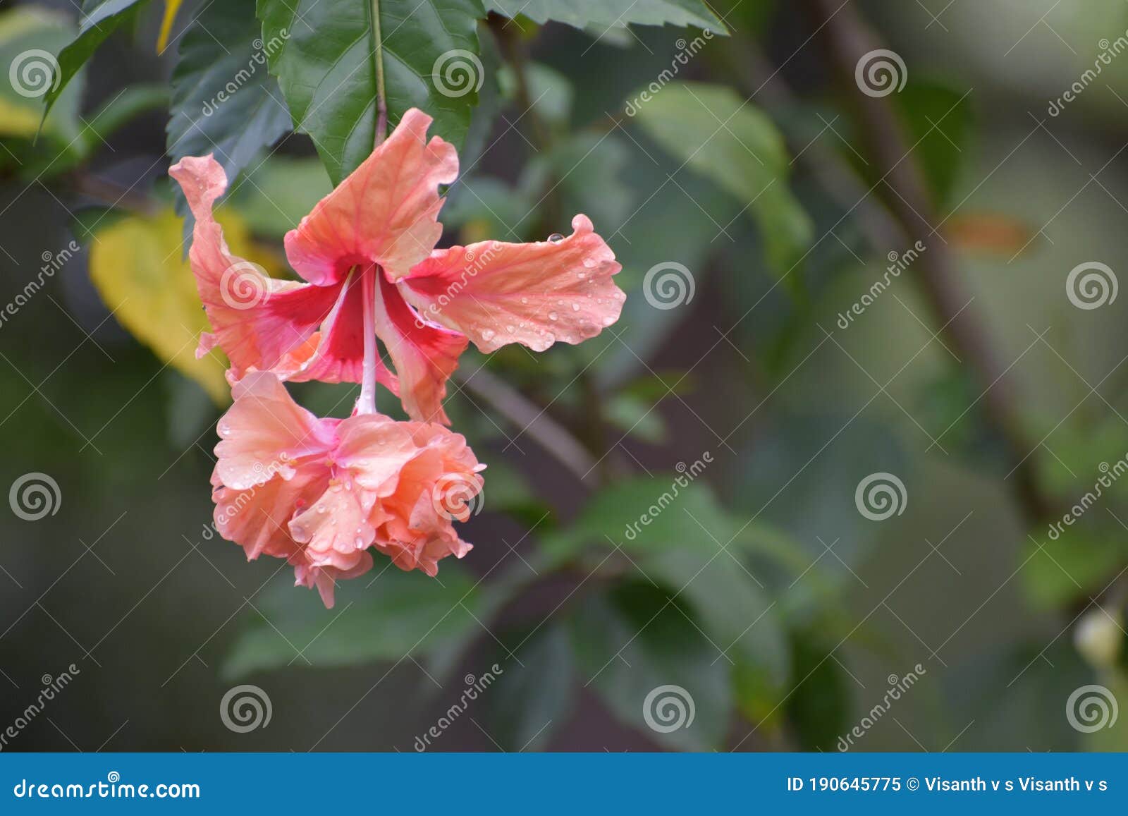 Two stalked flower stock image. Image of flower, pink - 190645775