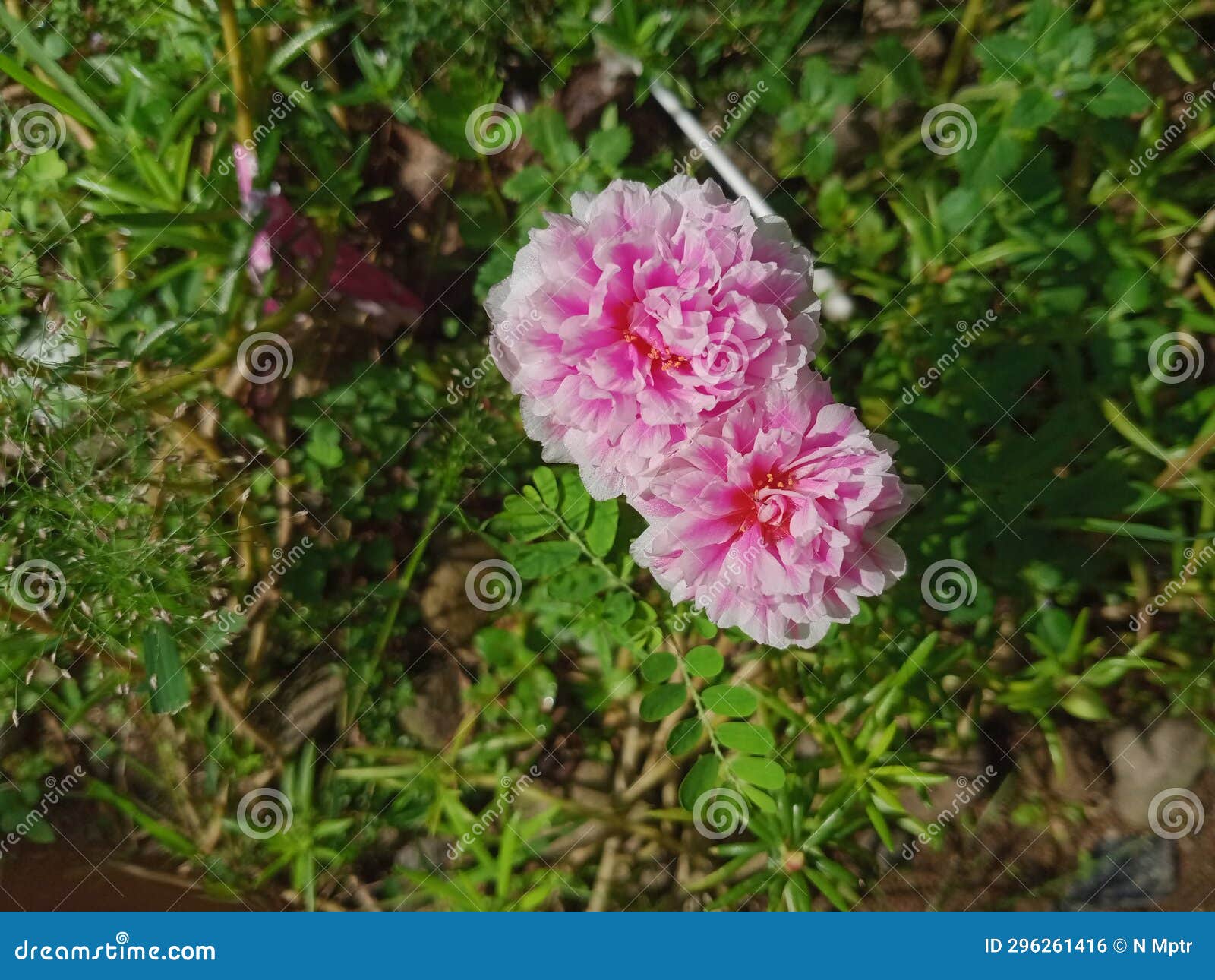 Two Stalks of Beautiful Pink Flowers Stock Photo - Image of leaf ...