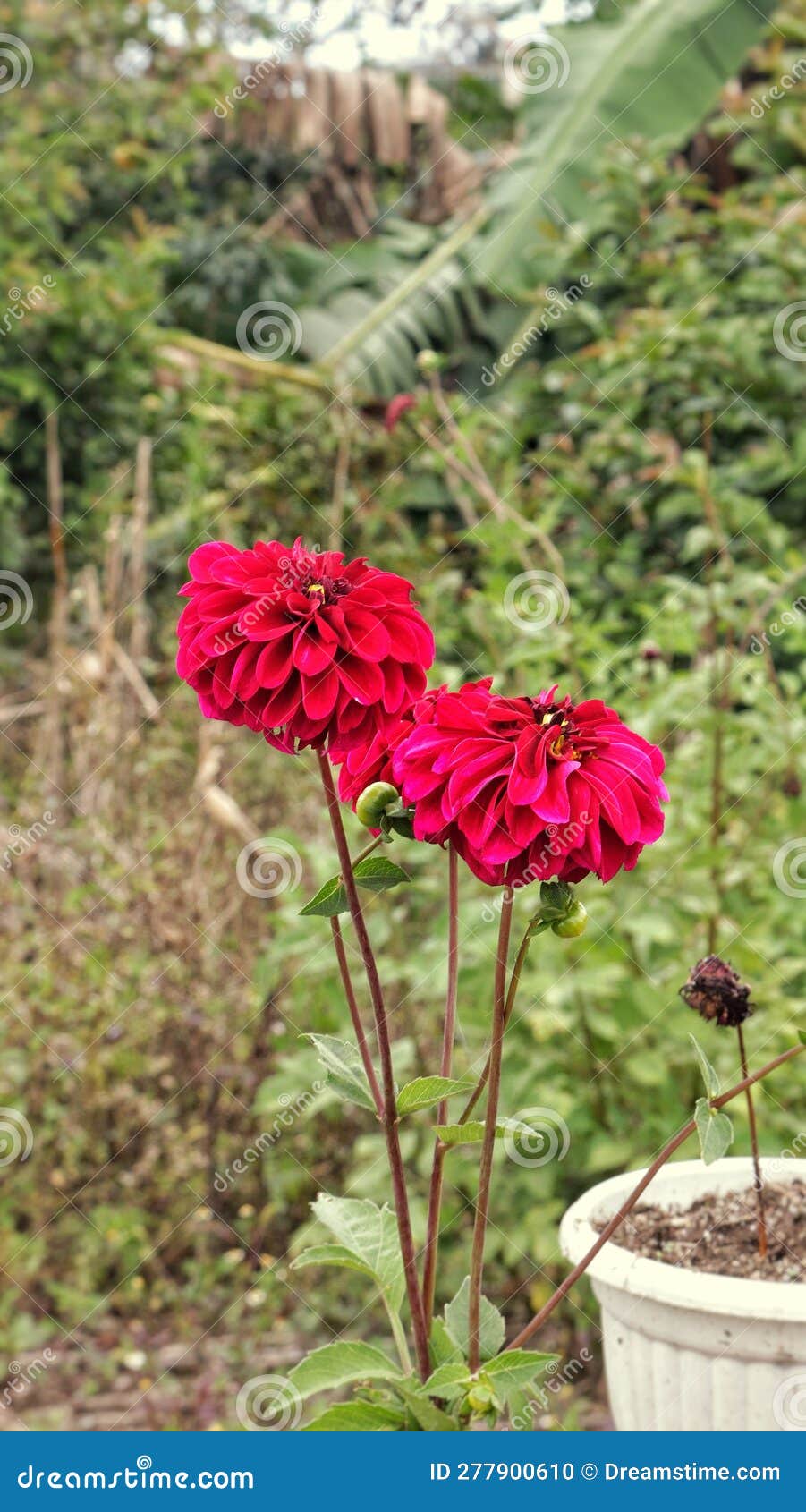 Two stalks of red flowers stock photo. Image of grassland - 277900610