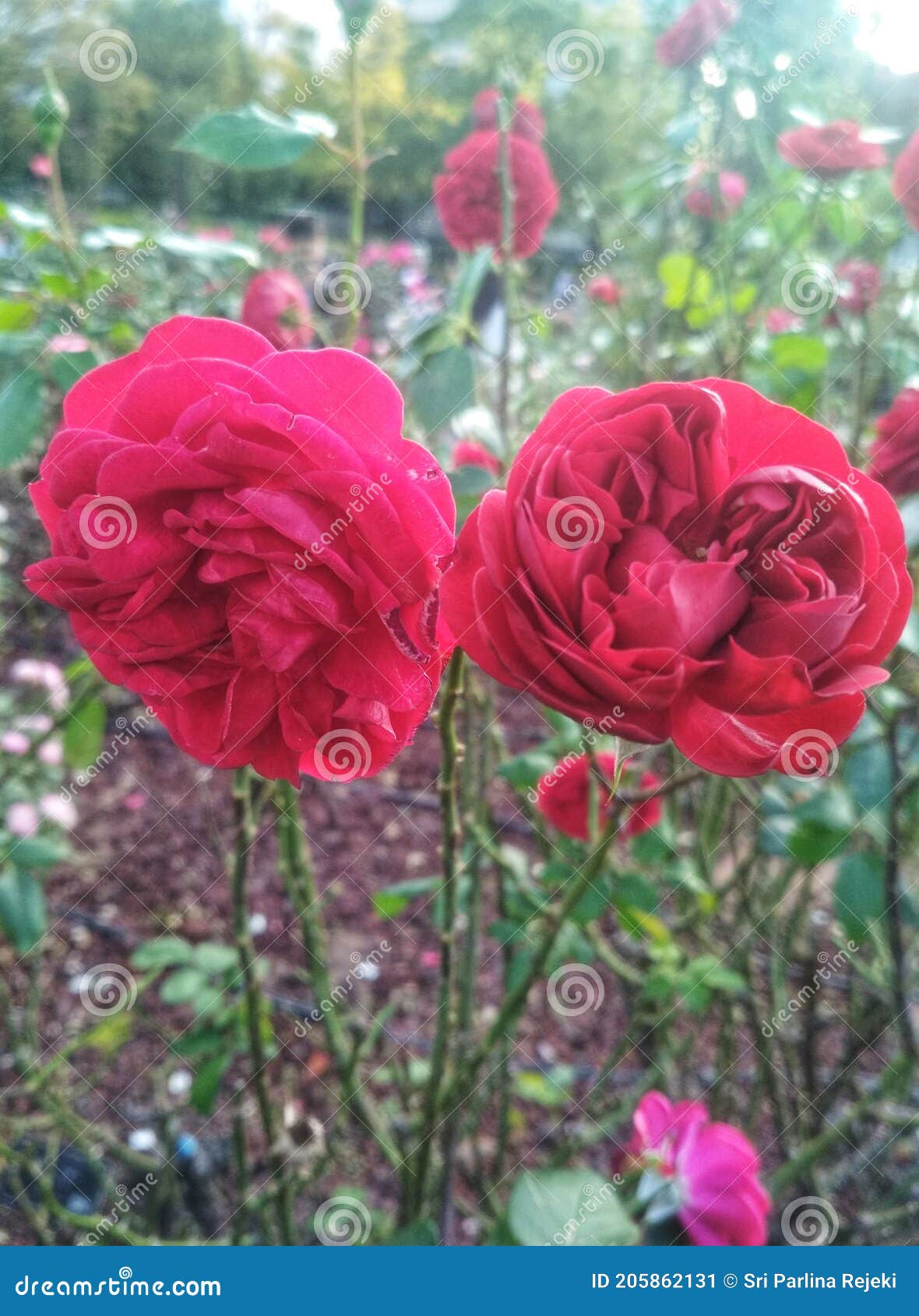 Two stalks of red roses stock image. Image of flower - 205862131