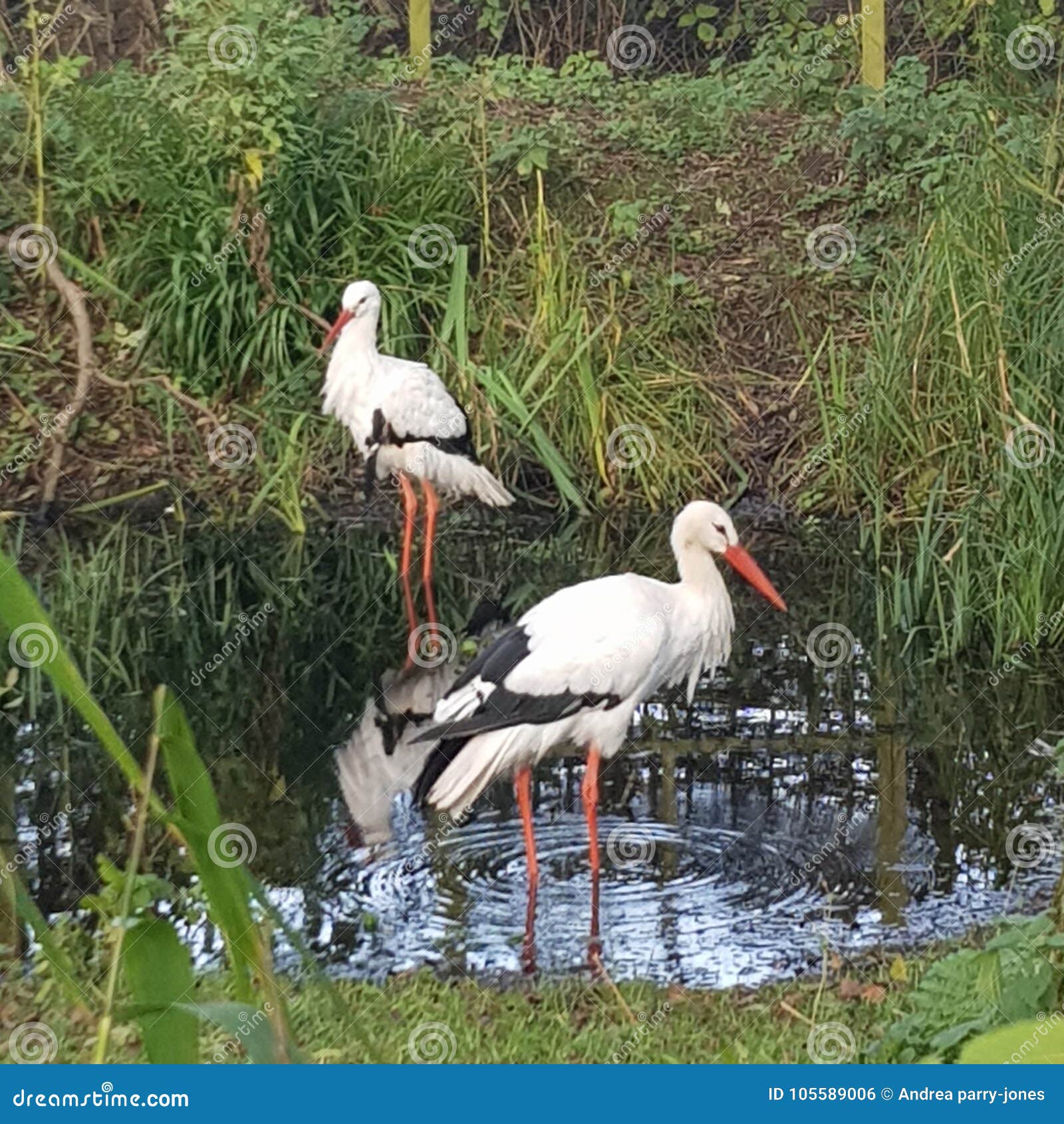 Stalks stock photo. Image of wildlife, bird, pair, river - 105589006