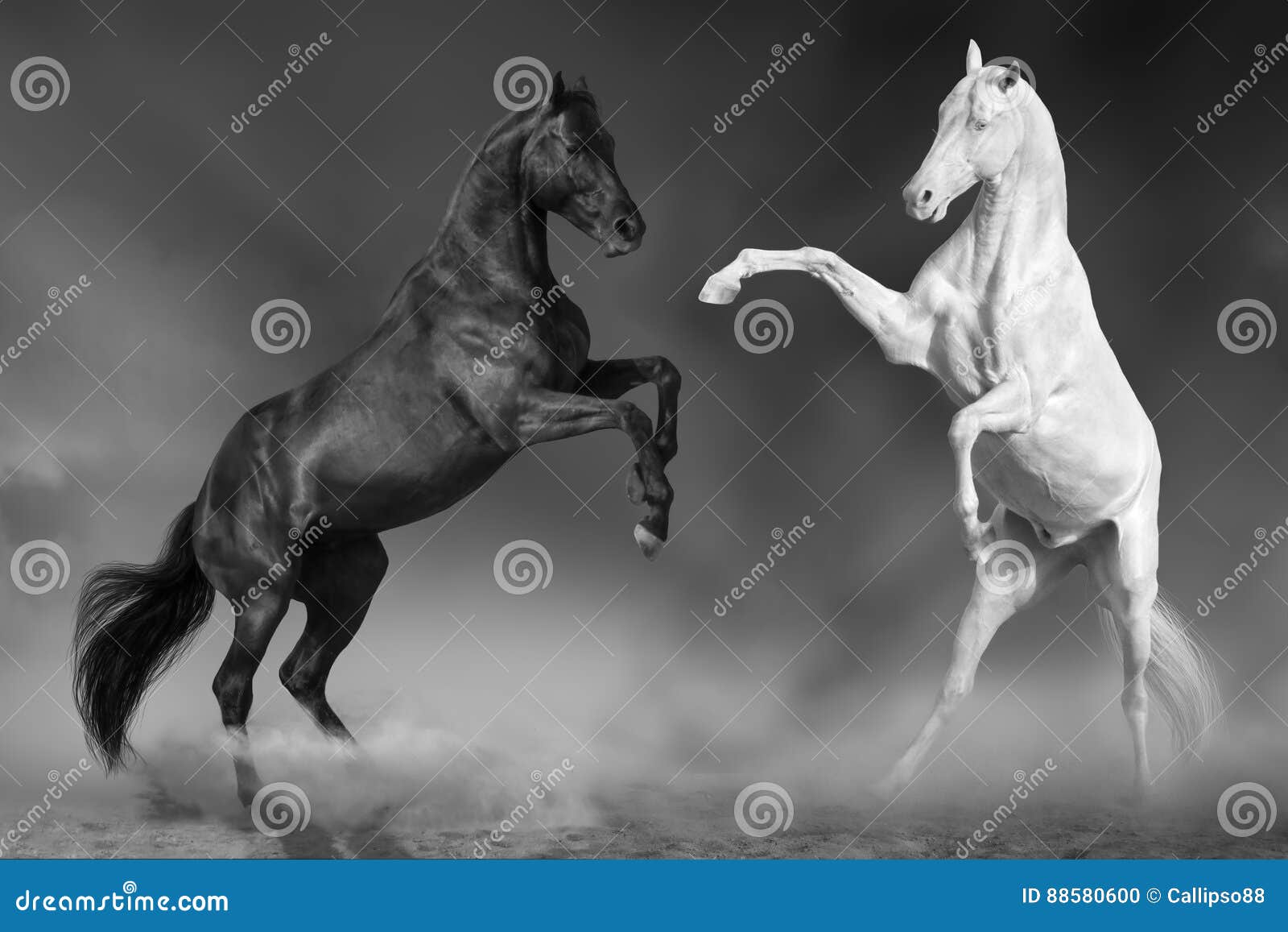 Two stallion fight stock photo. Image of gallop, rear - 88580600