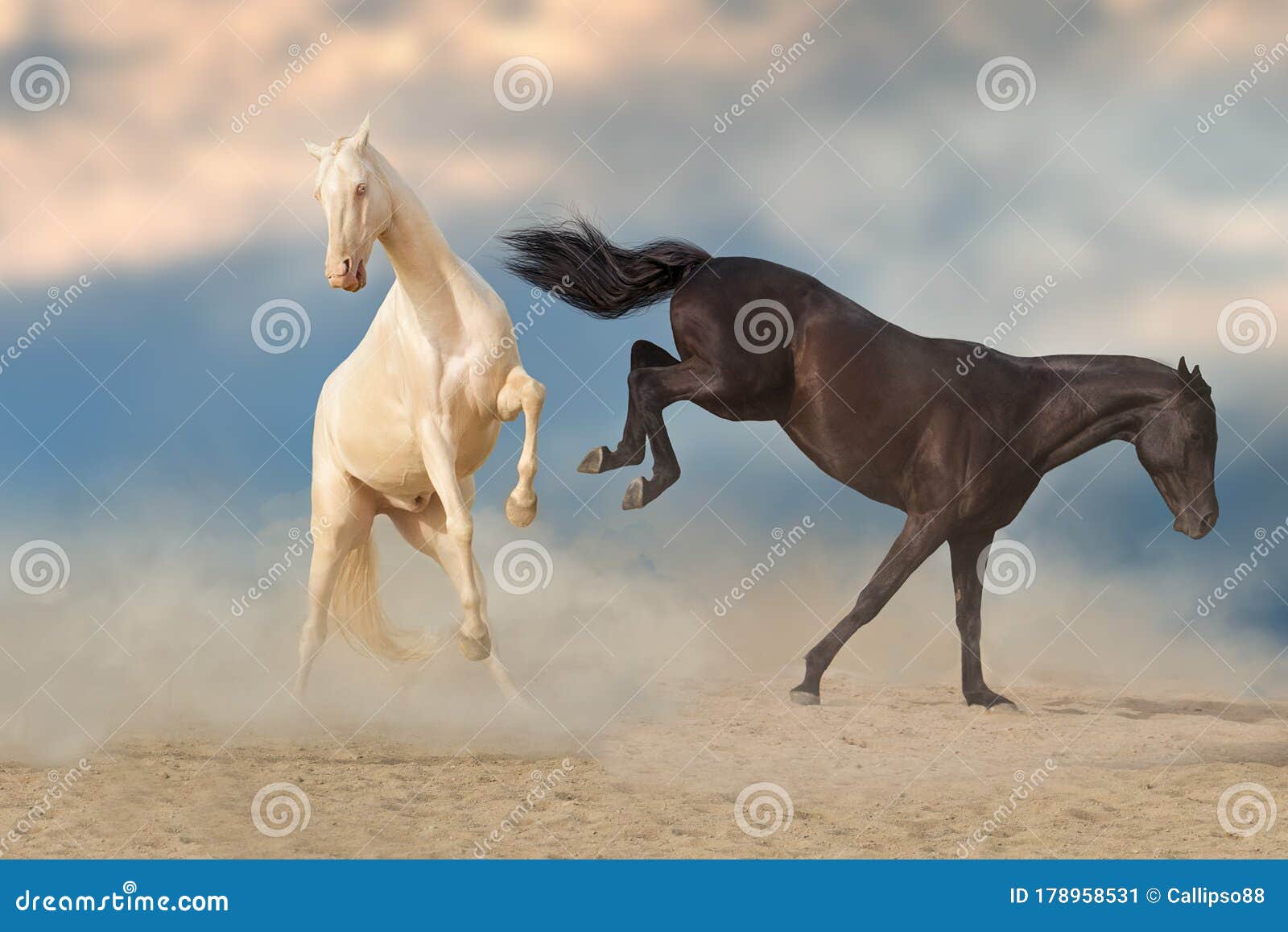 Two stallion run and play stock image. Image of beautiful - 178958531