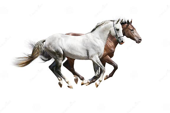 Two stallions stock image. Image of moving, light, grey - 11079719